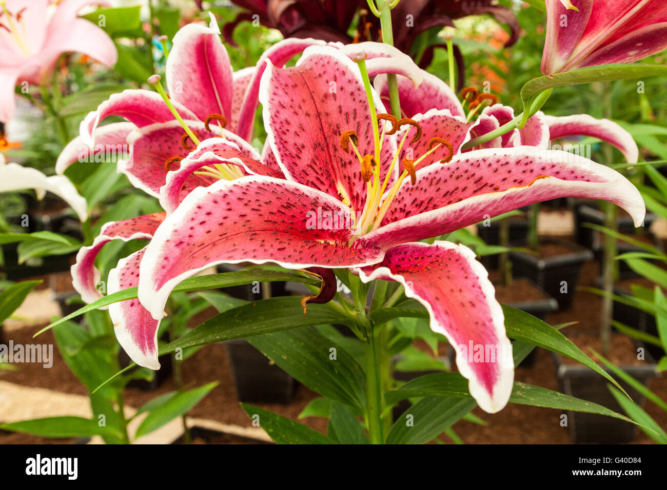 Lily oriental lilium hybrid hi-res stock photography and images - Alamy