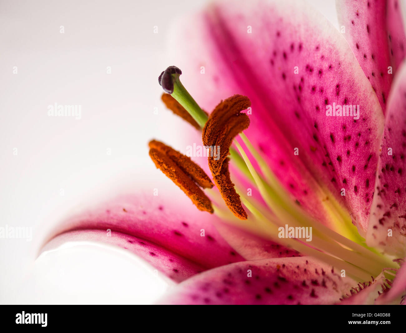 Pink Lily Flower emphasizing the beautiful form and structure of the ...