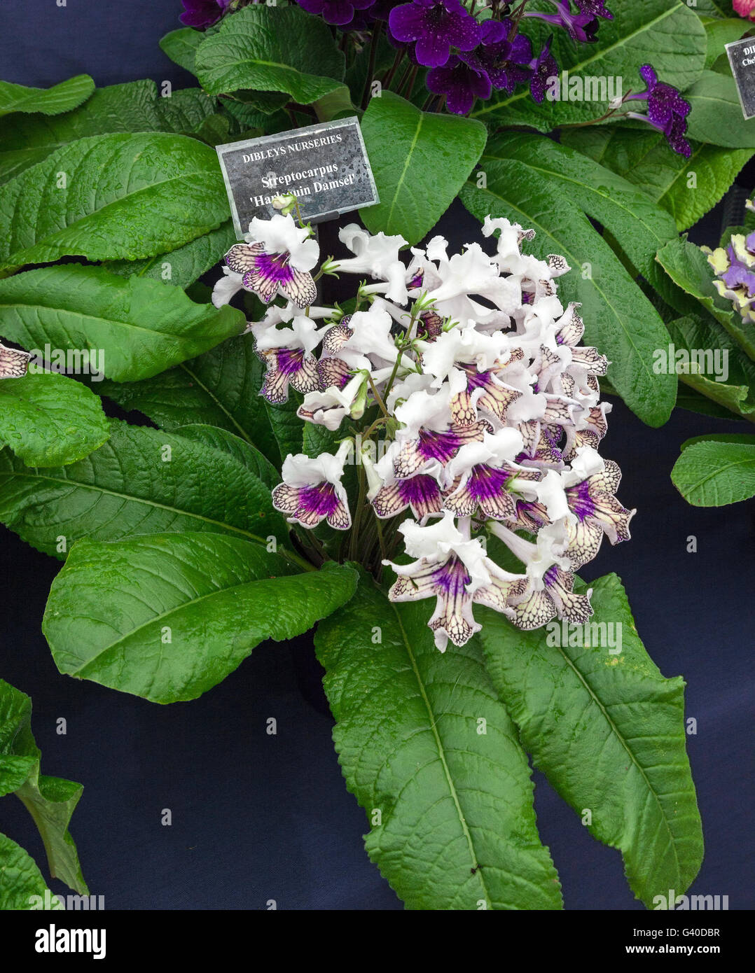 The purple and white flowers of a Streptocarpus 'Harlequin Damsel ...