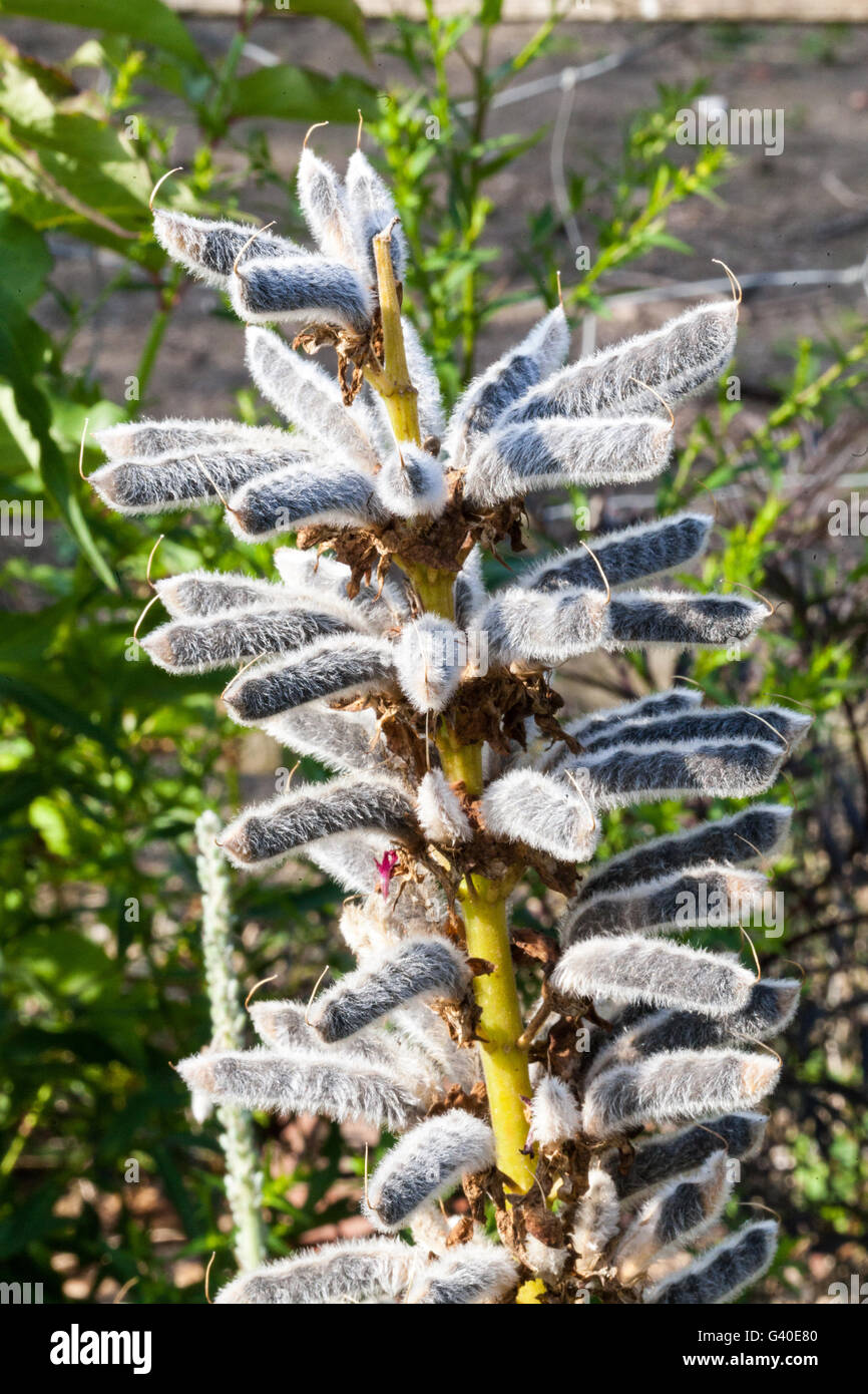 Lupine seeds hi-res stock photography and images - Alamy