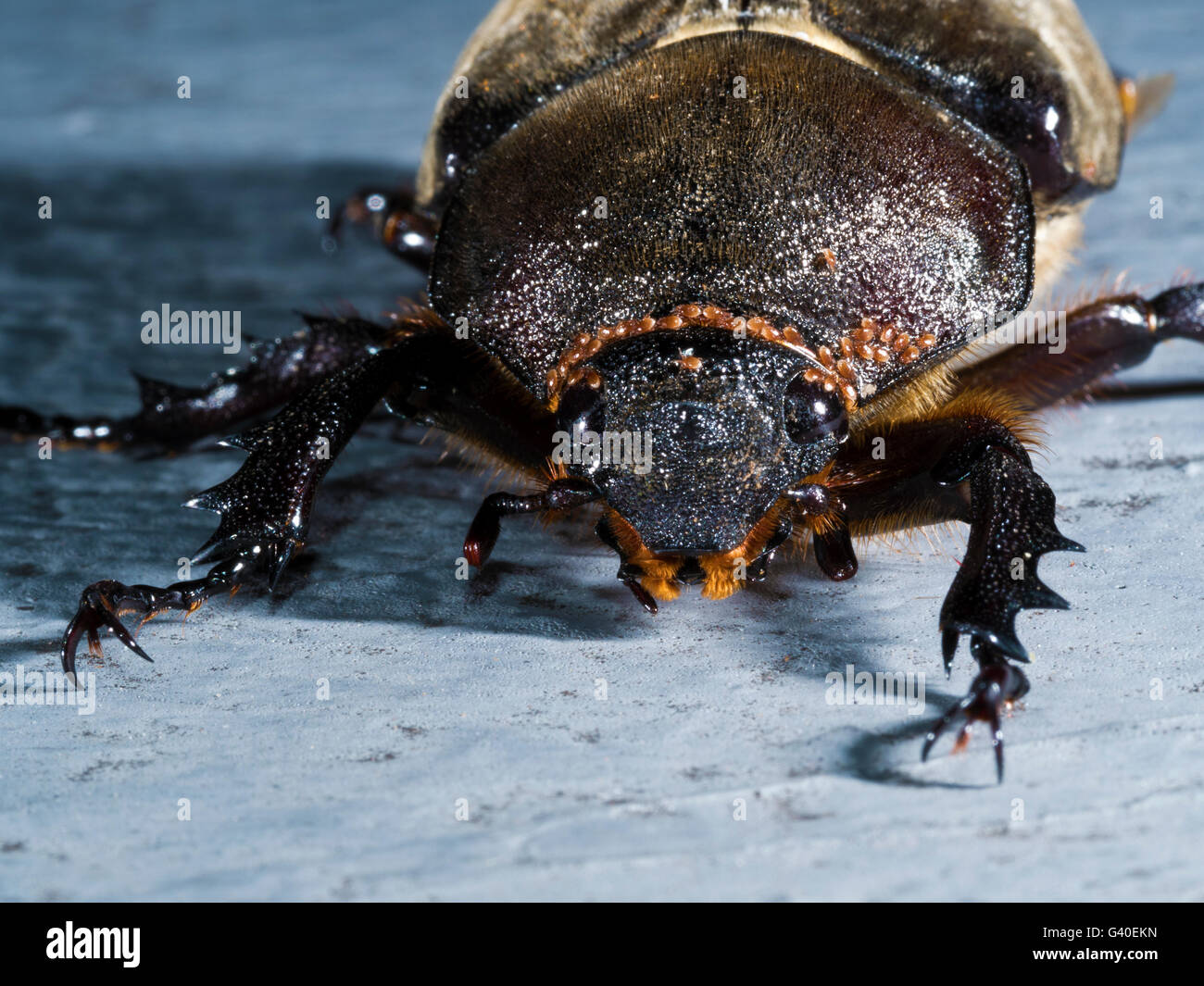 Strong beetle High Resolution Stock Photography and Images - Alamy