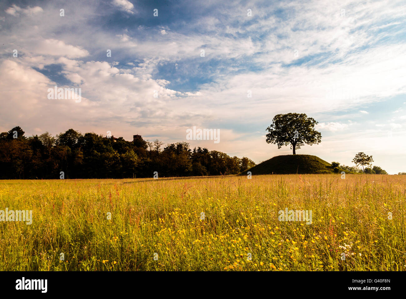 a lonely tree in the italian countryside in a spring afternoon Stock ...