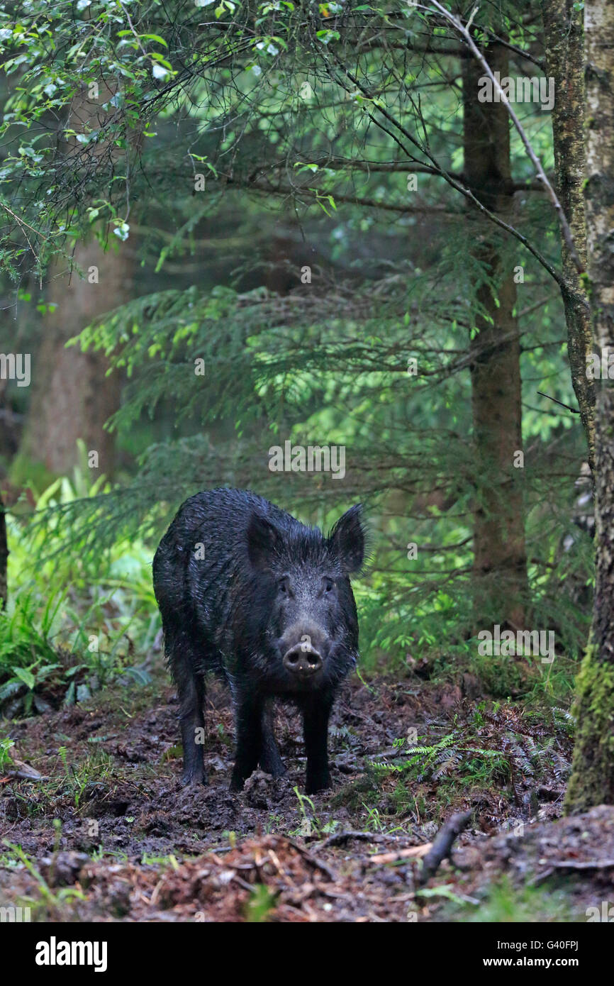 Young male Wild Boar Forest of Dean Stock Photo - Alamy