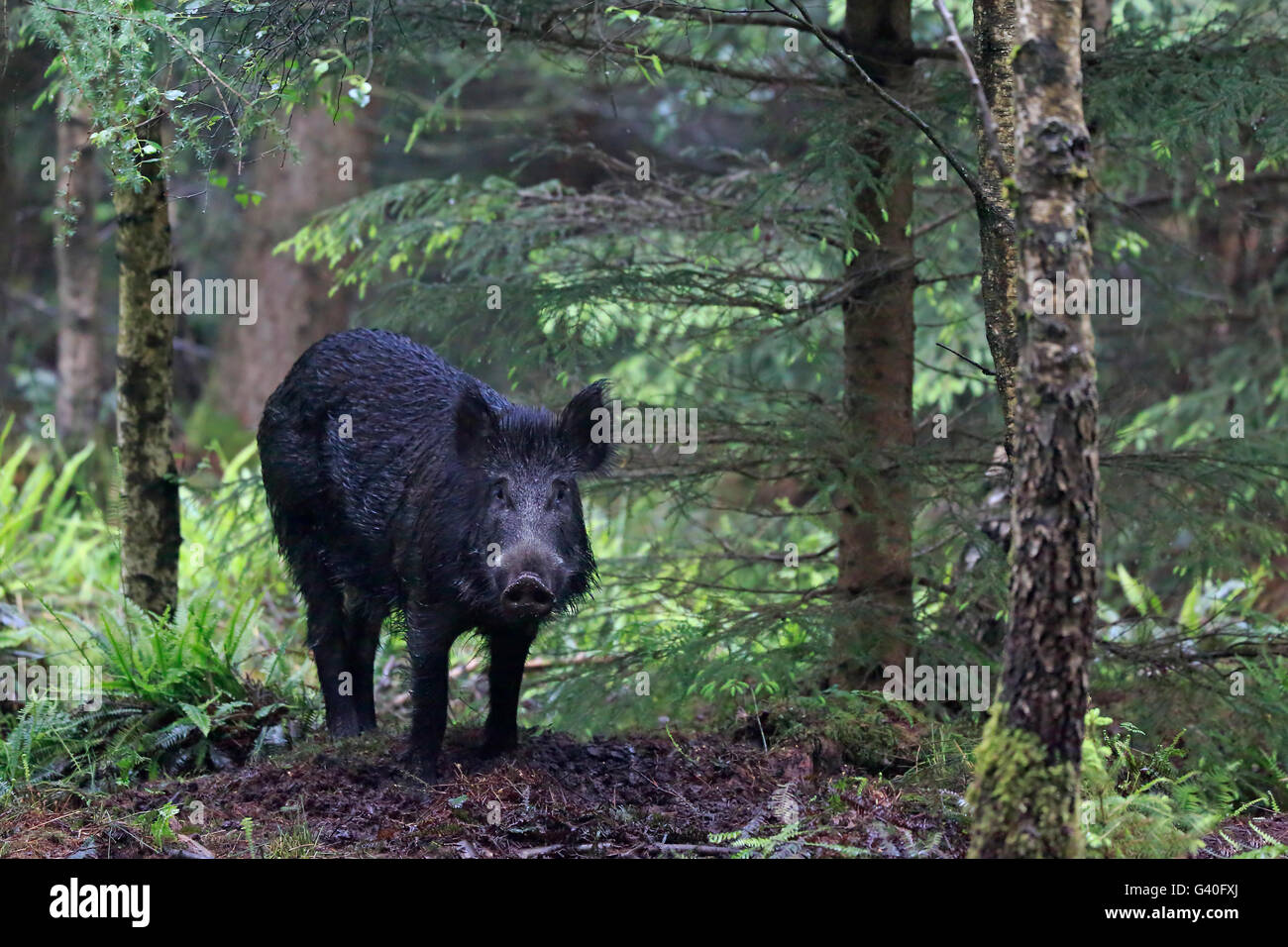 Male wild hi-res stock photography and images - Alamy