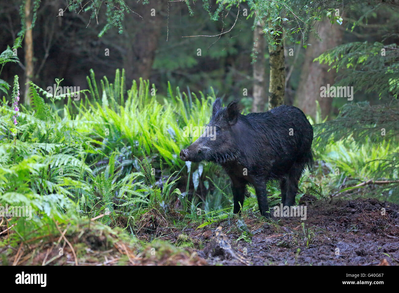 Male wild boar hi-res stock photography and images - Alamy