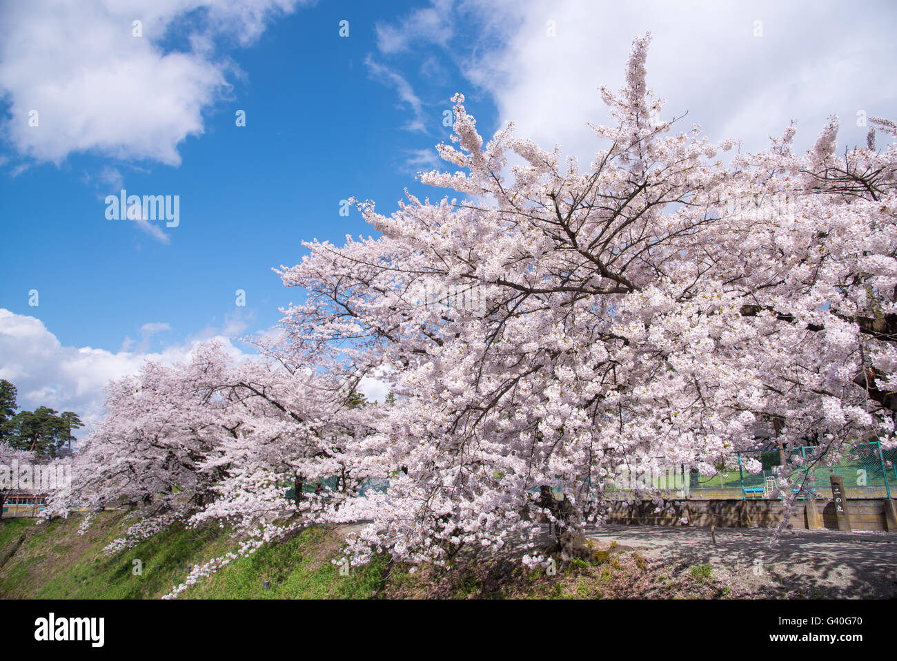 Cherry blossoms trees around Tsuruga Castle(Aizu castle Stock Photo - Alamy