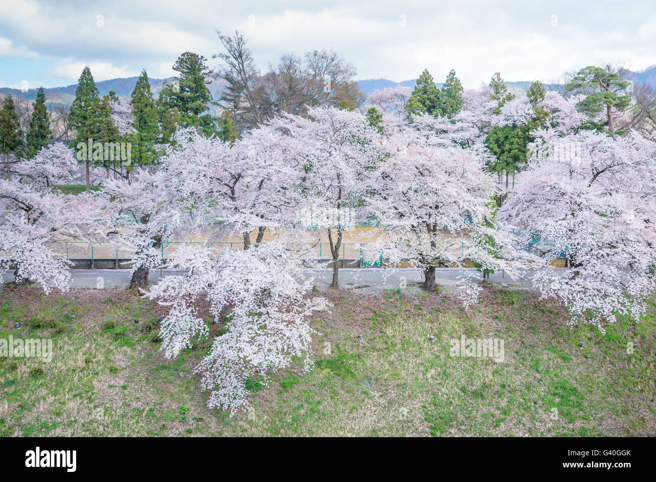 Cherry blossoms trees around Tsuruga Castle(Aizu castle Stock Photo - Alamy