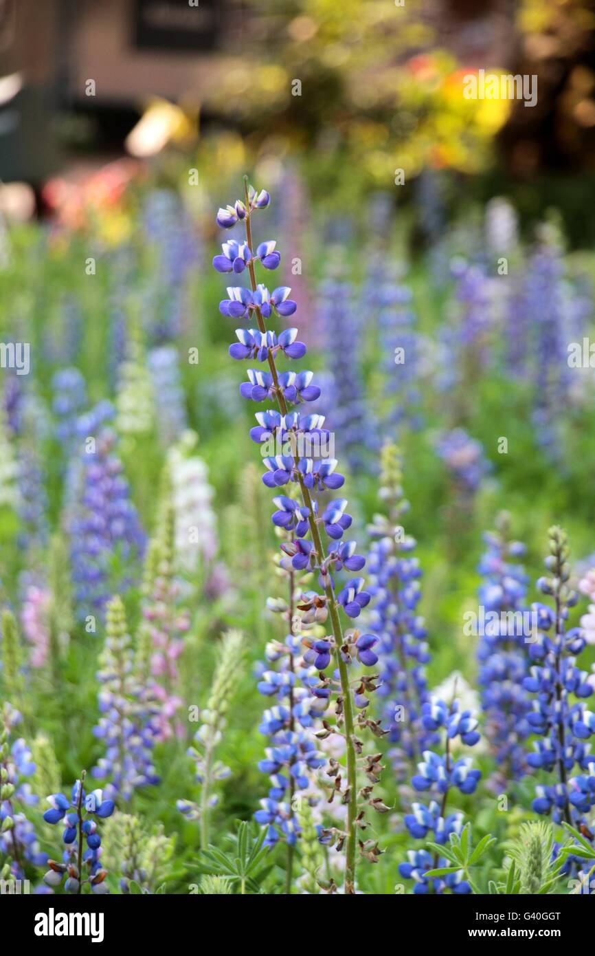 Texas Bluebonnet flower (Lupinus texensis) with colorful background ...