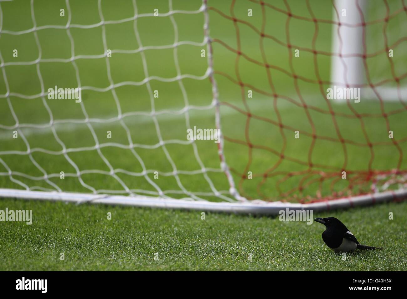 Magpie at a hi-res stock photography and images - Alamy