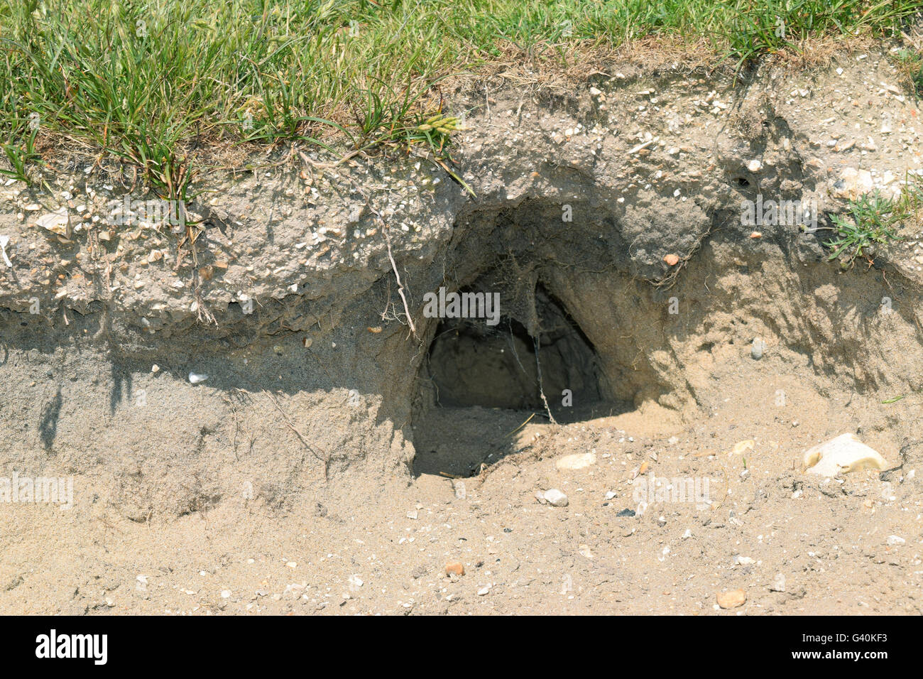 Red fox den empty hi-res stock photography and images - Alamy