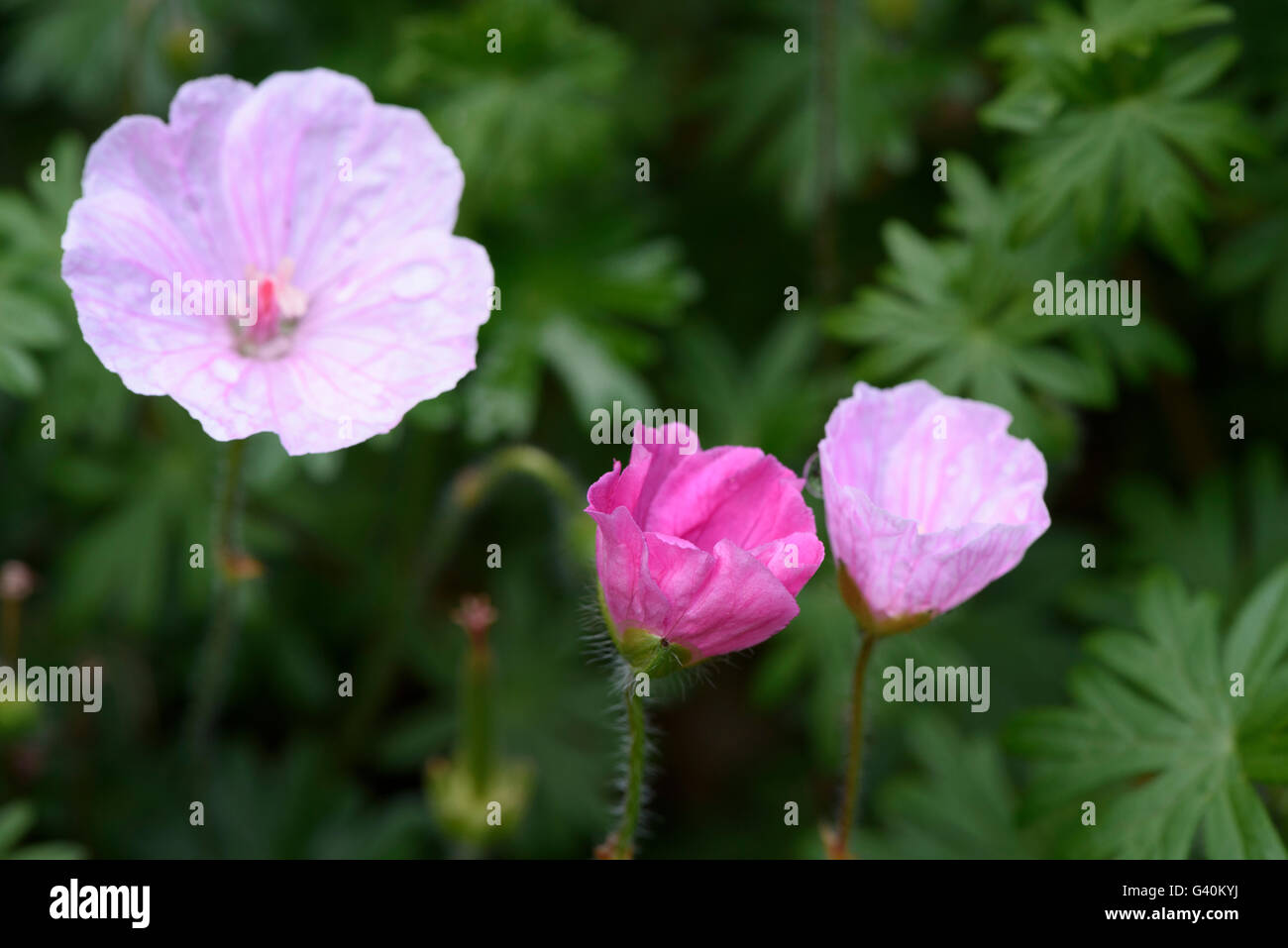 Delicate, light pink hardy geranium flowers (Cranesbill Stock Photo - Alamy