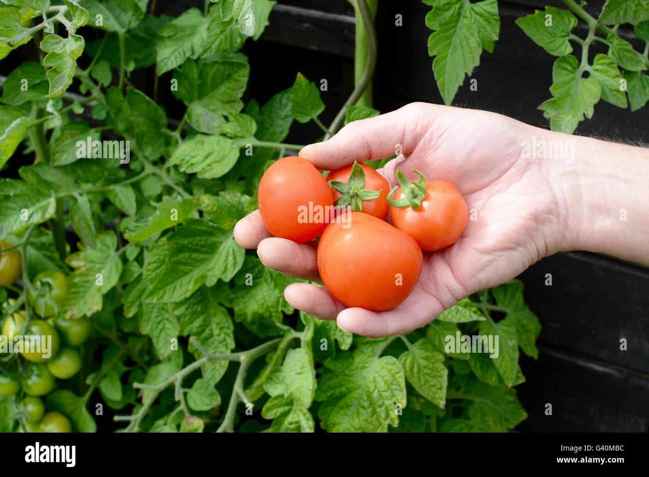 Handful of Tomatoes Stock Photo - Alamy