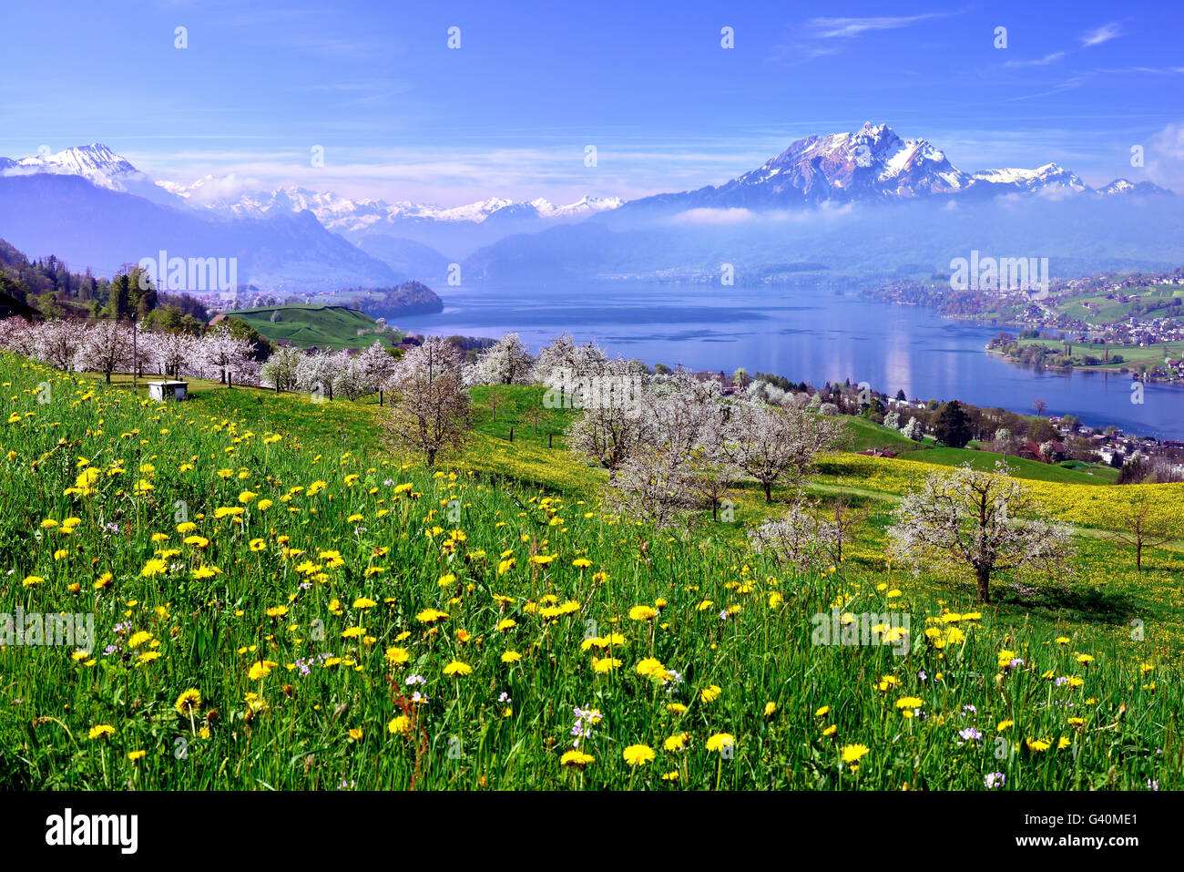 Blossoming cherry trees, Küssnacht overlooking Lake Lucerne, Mount ...