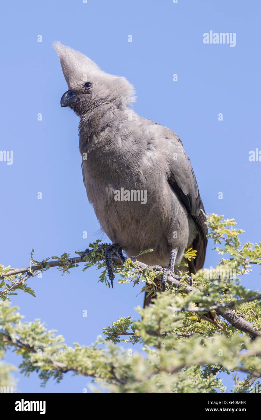 Grey go-away-bird or Grey lourie (Corythaixoides concolor), Etosha ...