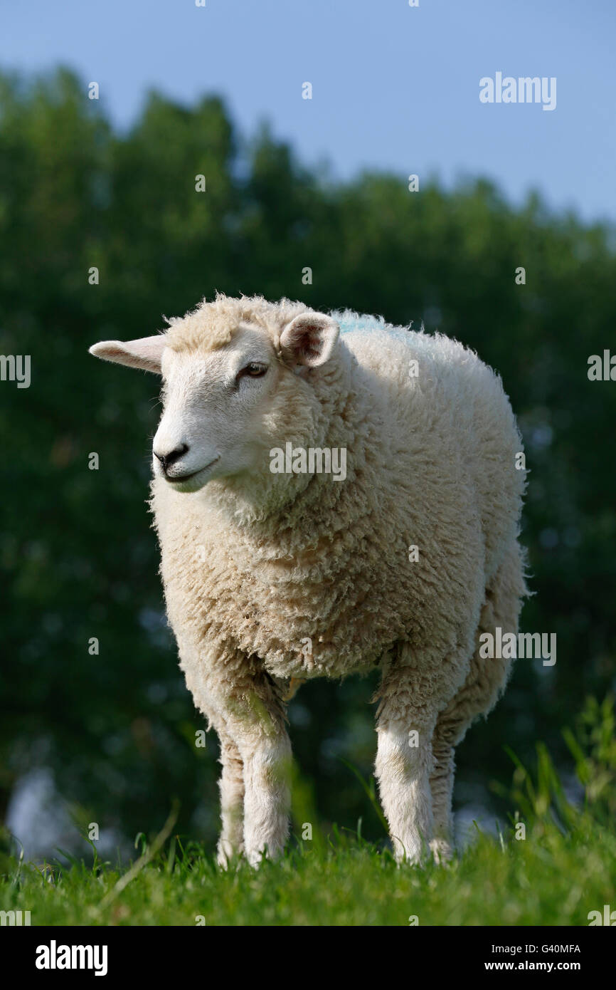 Young sheep (Ovis orientalis aries) in meadow, Elbdeich, Wedel Marsh ...