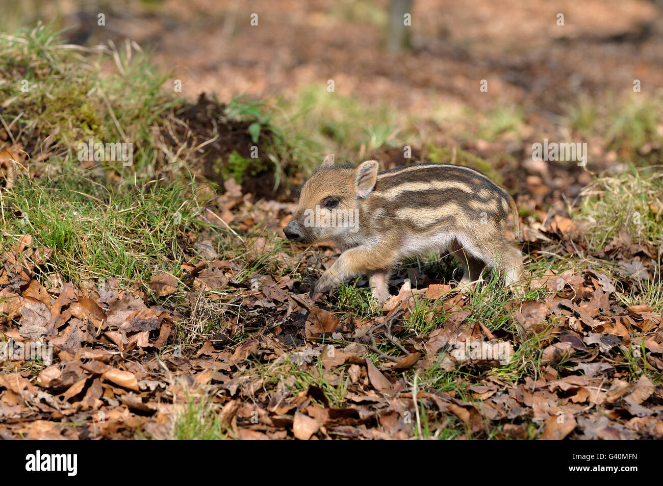 Baby wild boar hi-res stock photography and images - Alamy