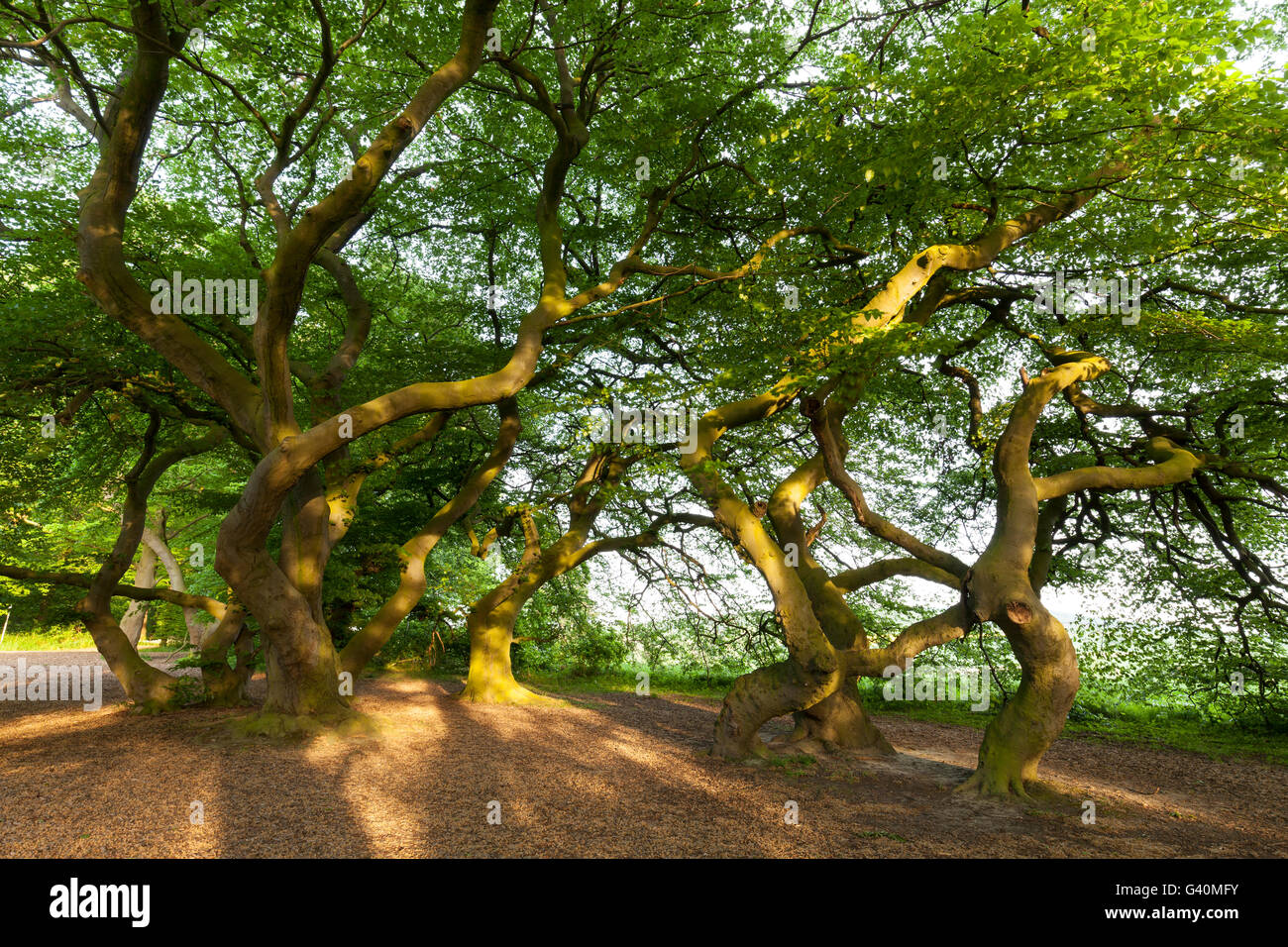 Dwarf beech tree hi-res stock photography and images - Alamy