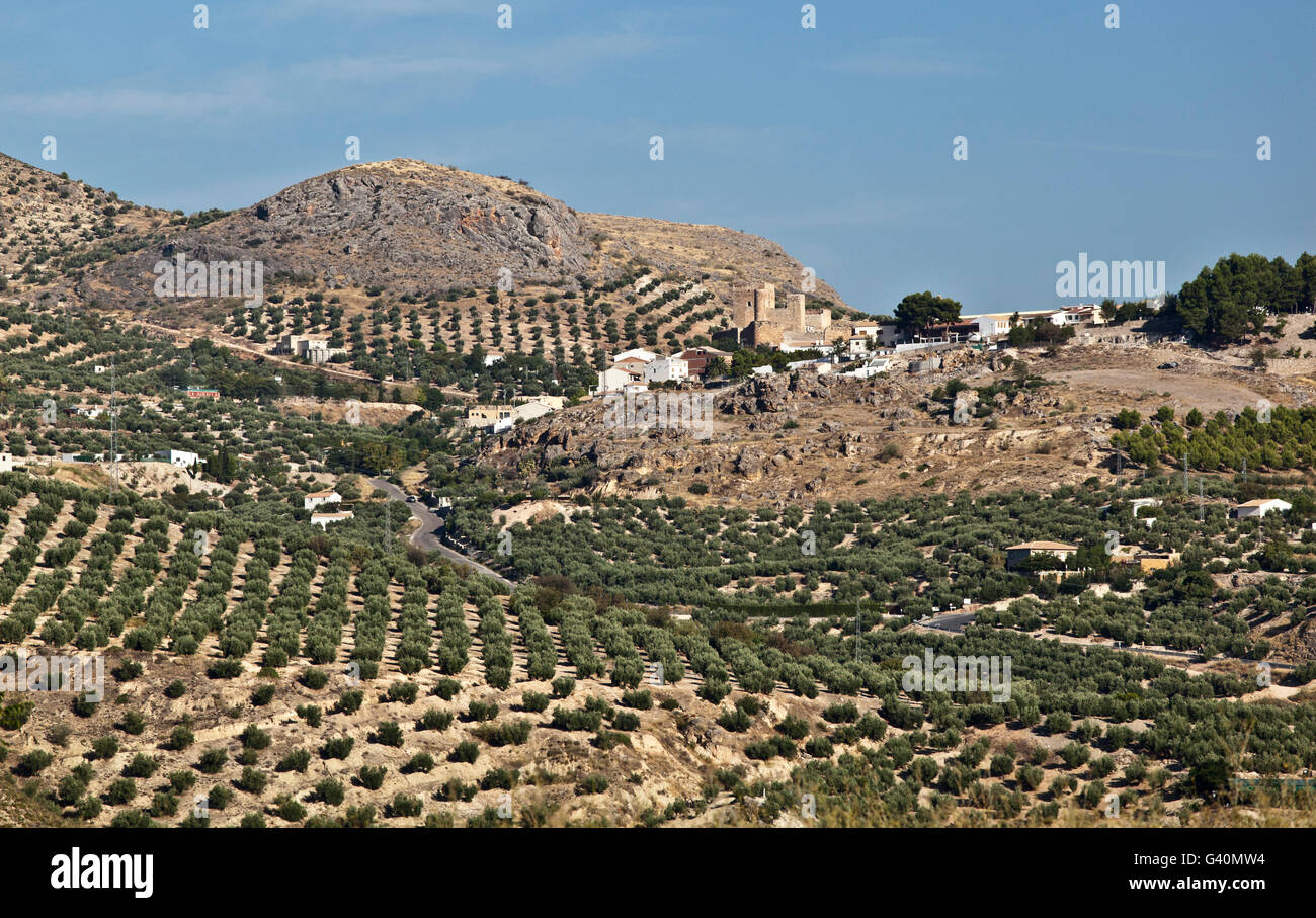 Olive groves in the Jaén province, between Baeza and Jaén, Andalusia ...