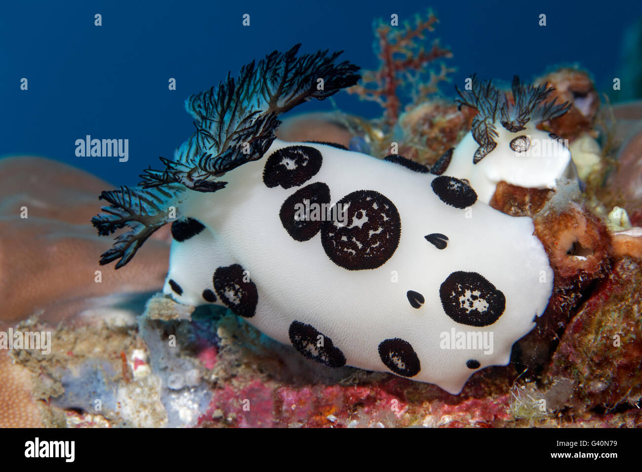 Two sea slugs underwater hi-res stock photography and images - Alamy