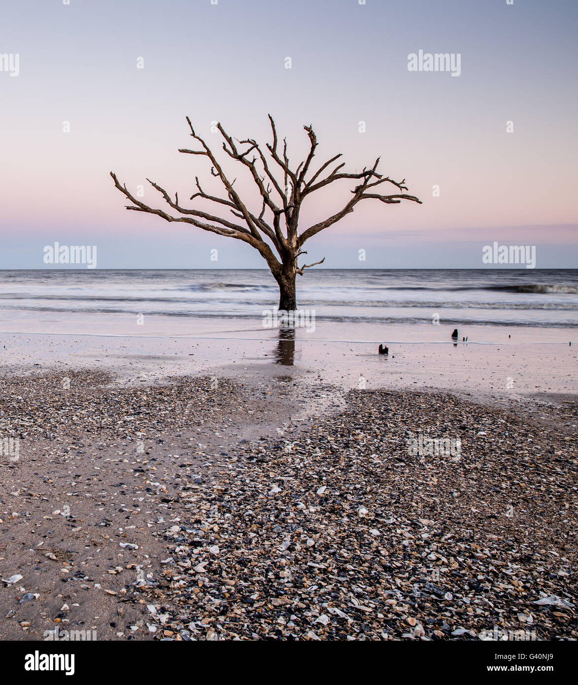 A skeleton oak tree located on the shoreline Stock Photo - Alamy
