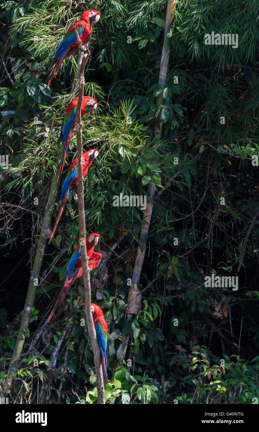 Wild parrots in amazon jungle hi-res stock photography and images - Alamy