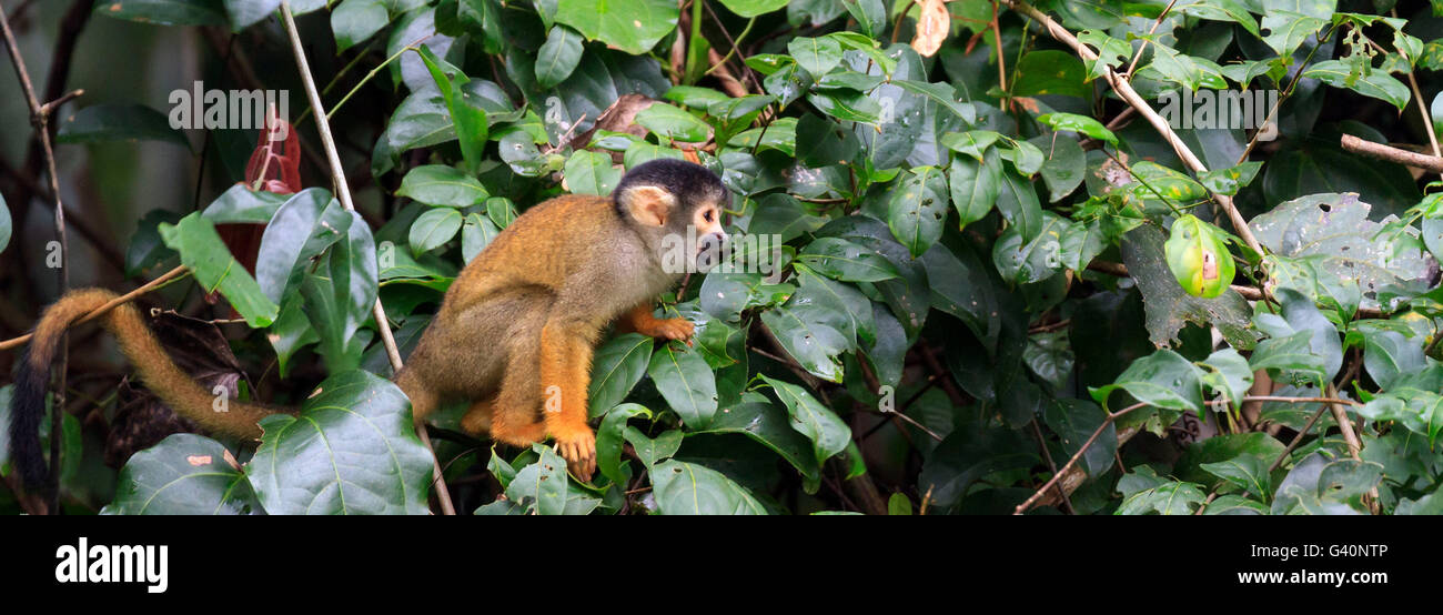 Amazon peru monkey hi-res stock photography and images - Alamy