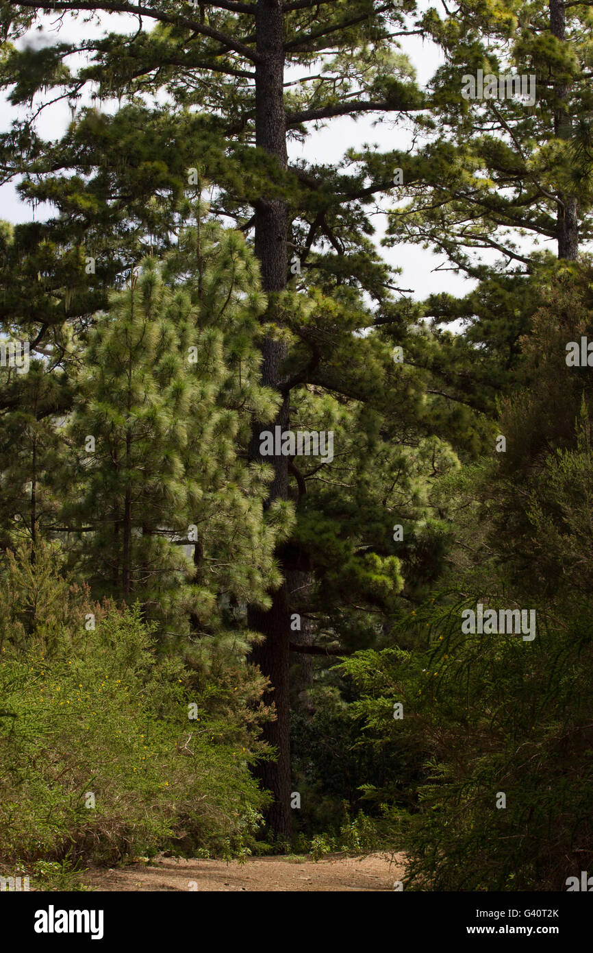 Old canary island pine pinus canariensis hi-res stock photography and ...