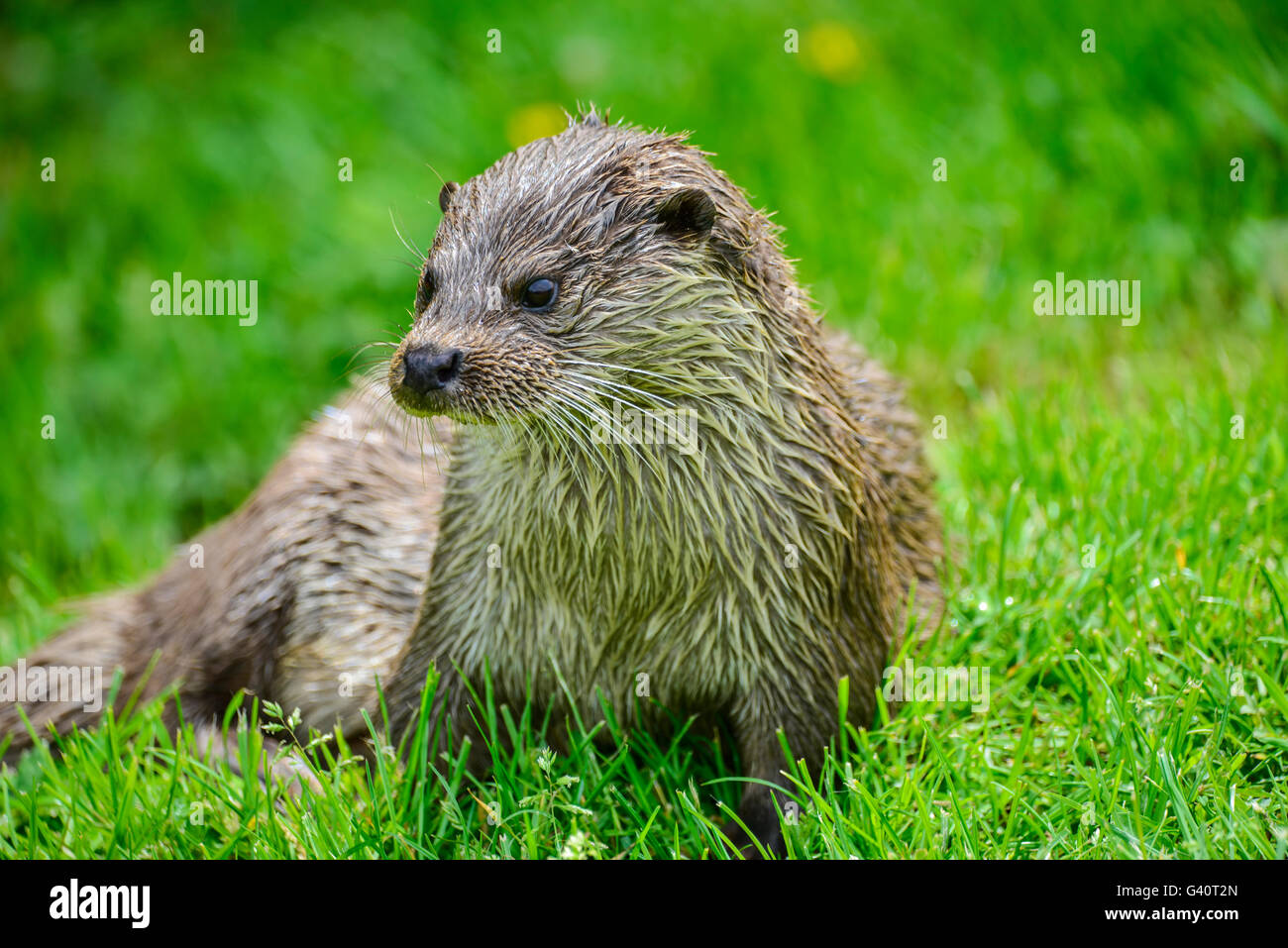 Summer otter hi-res stock photography and images - Alamy
