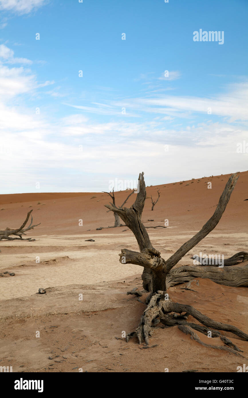 Dead acacia trees hi-res stock photography and images - Alamy