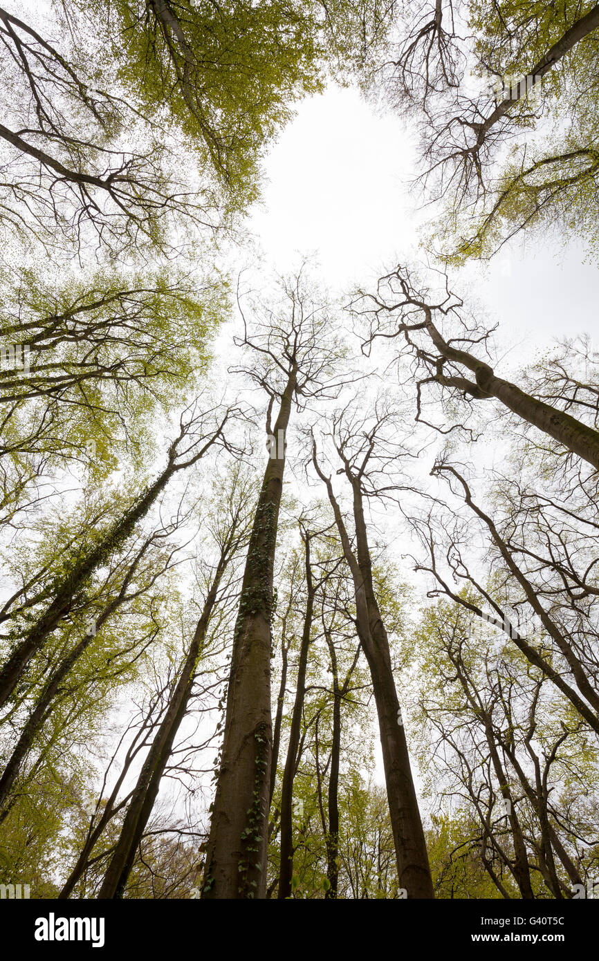 Beechwood in spring Stock Photo - Alamy