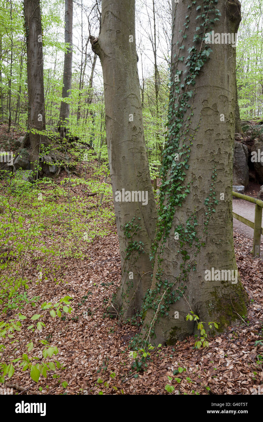 Beechwood in spring Stock Photo - Alamy