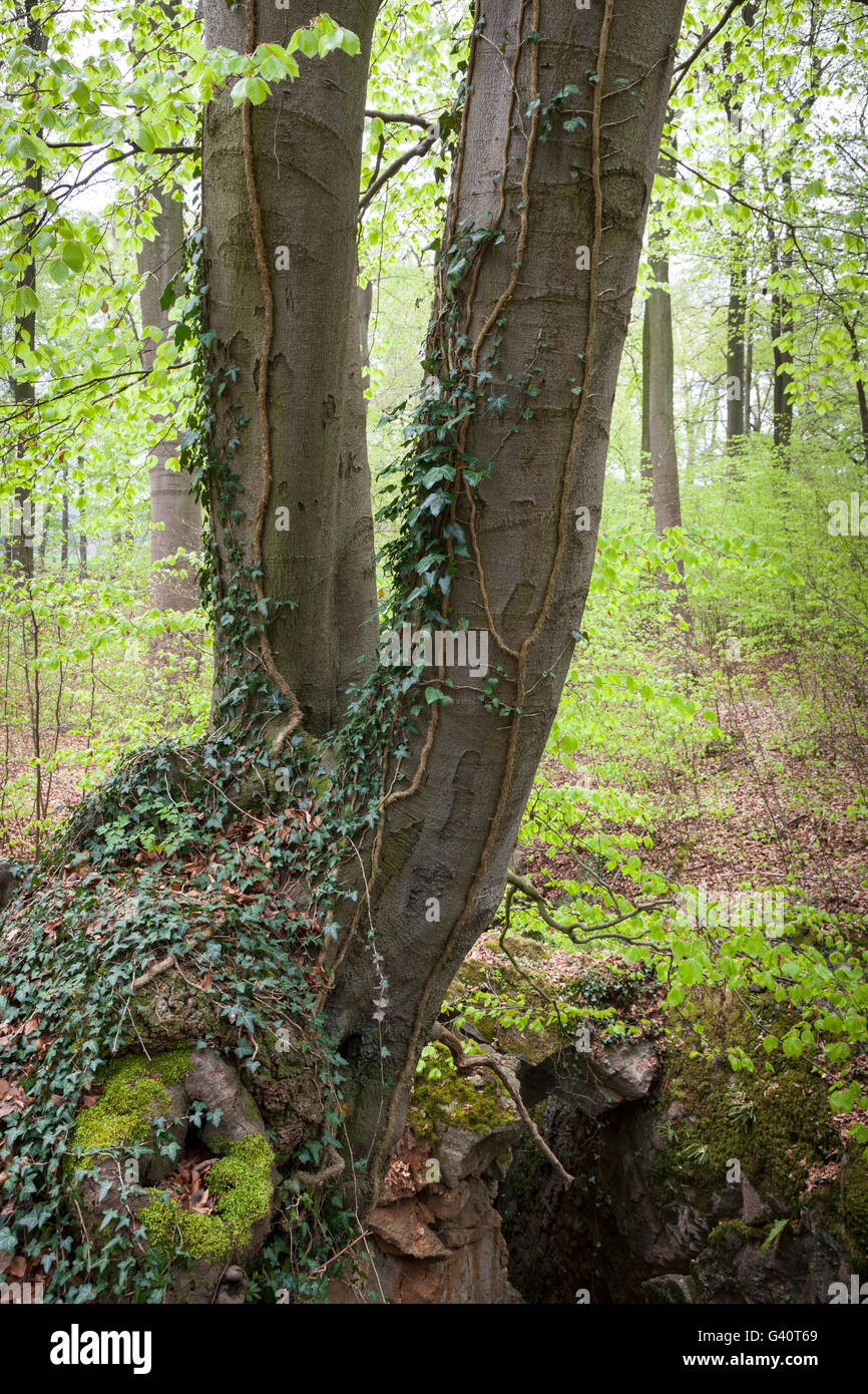 Beechwood in spring Stock Photo - Alamy