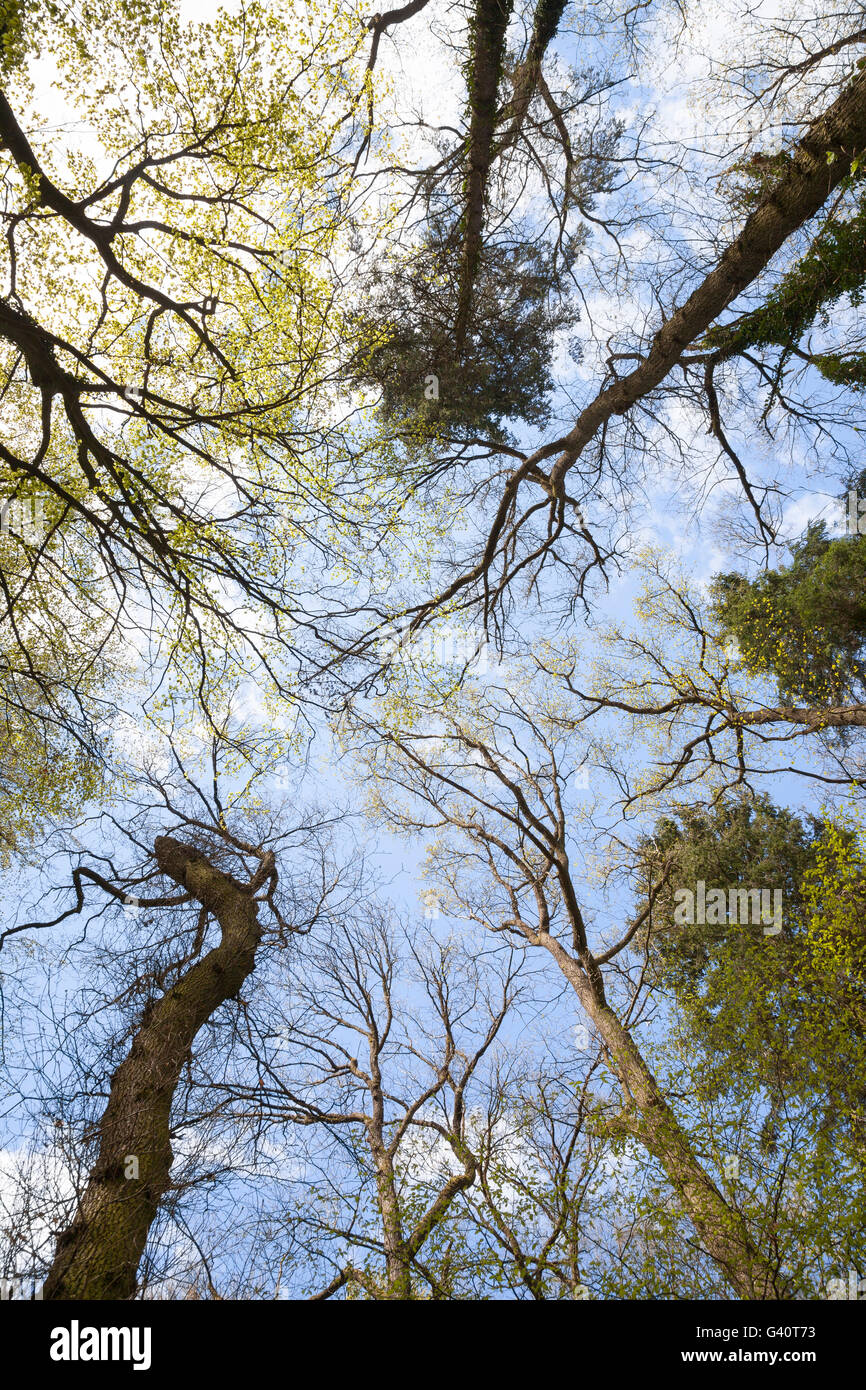 Beechwood in spring Stock Photo - Alamy