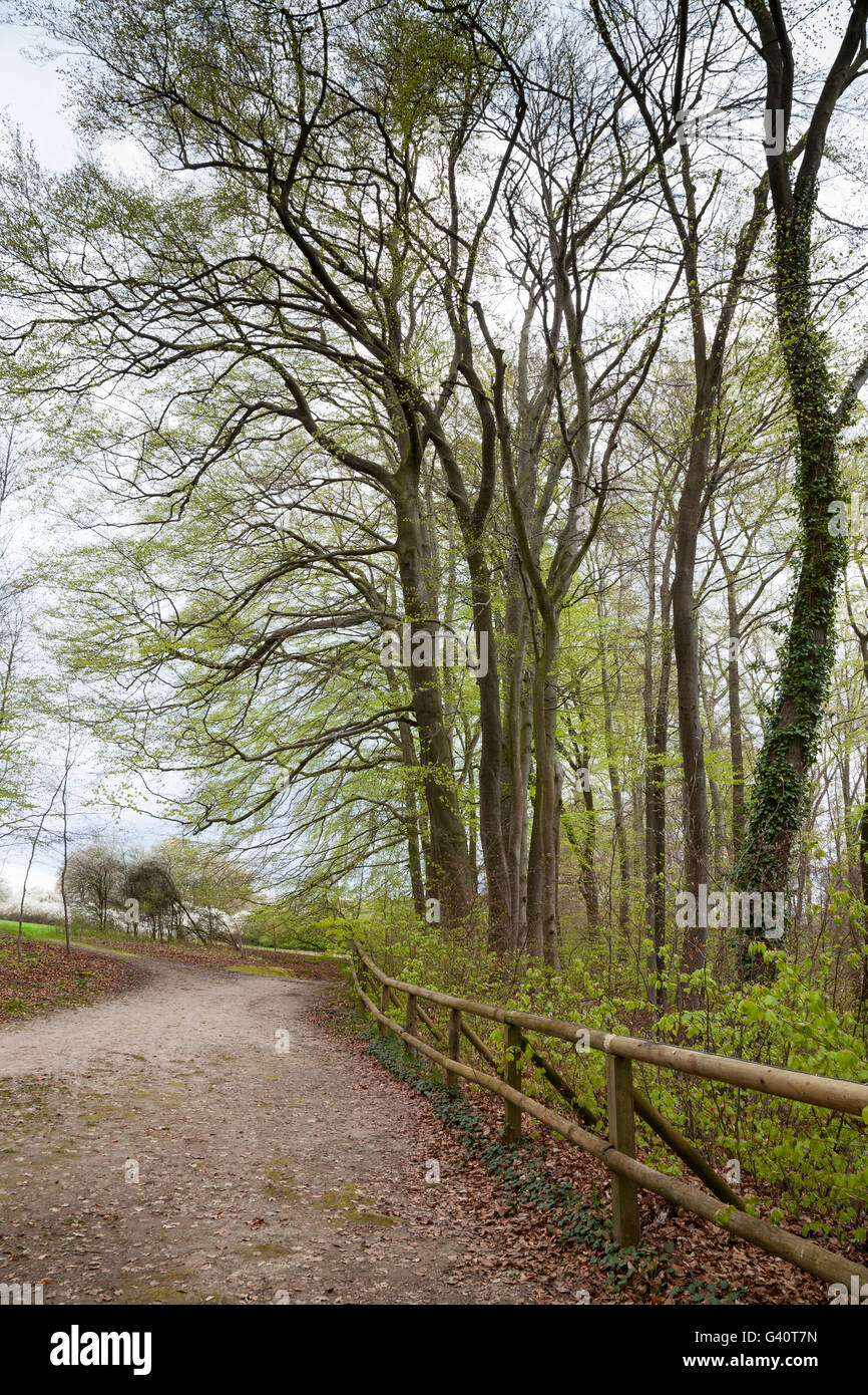 Beechwood in spring Stock Photo - Alamy