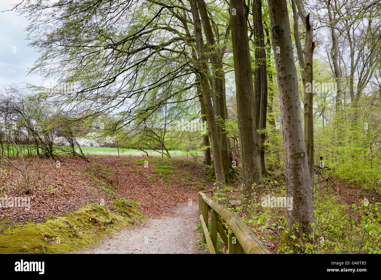 Beechwood in spring Stock Photo - Alamy