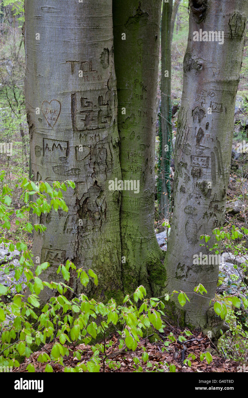 Beechwood in spring Stock Photo - Alamy