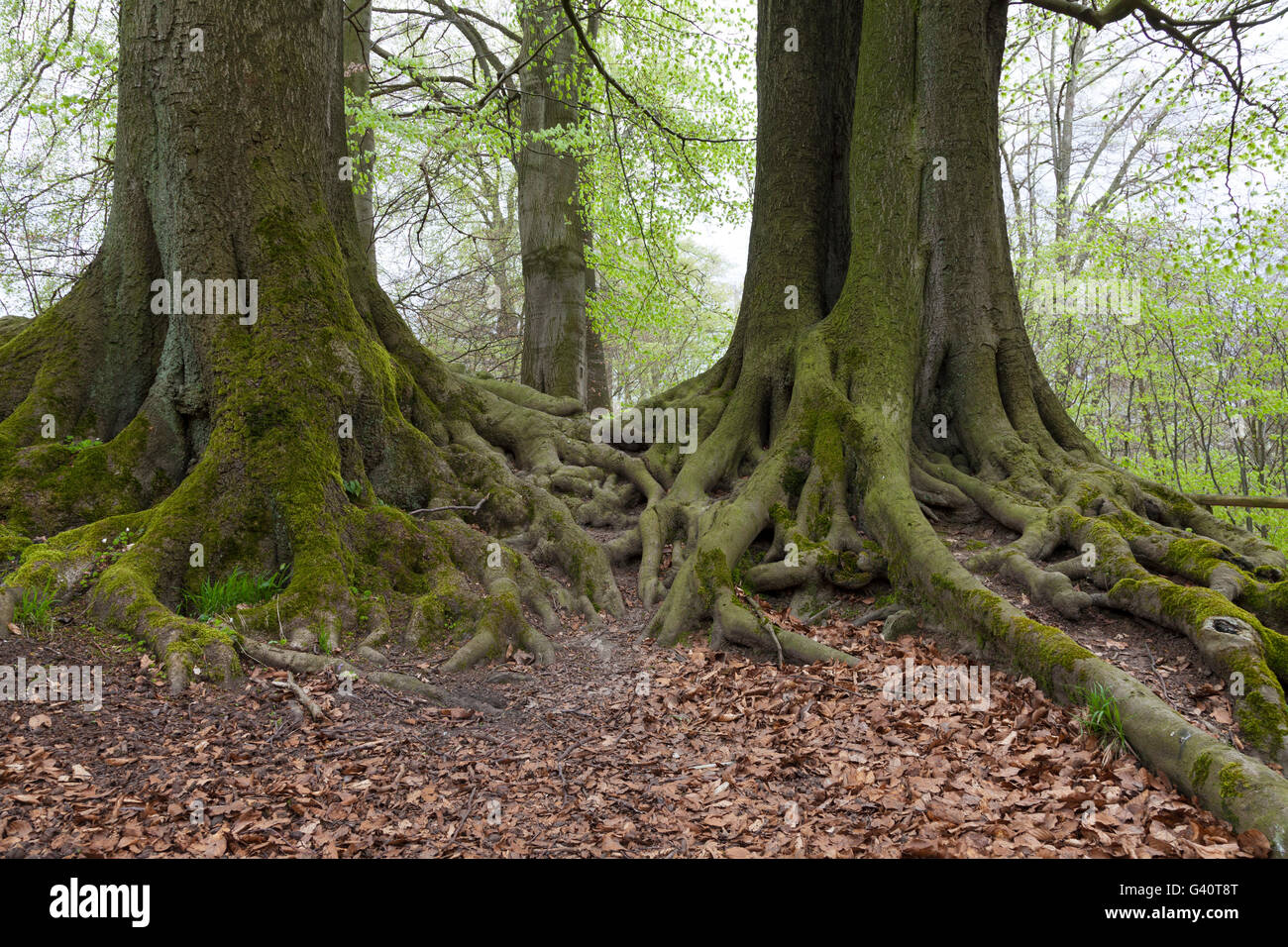 Trees with roots in the wood Stock Photo - Alamy