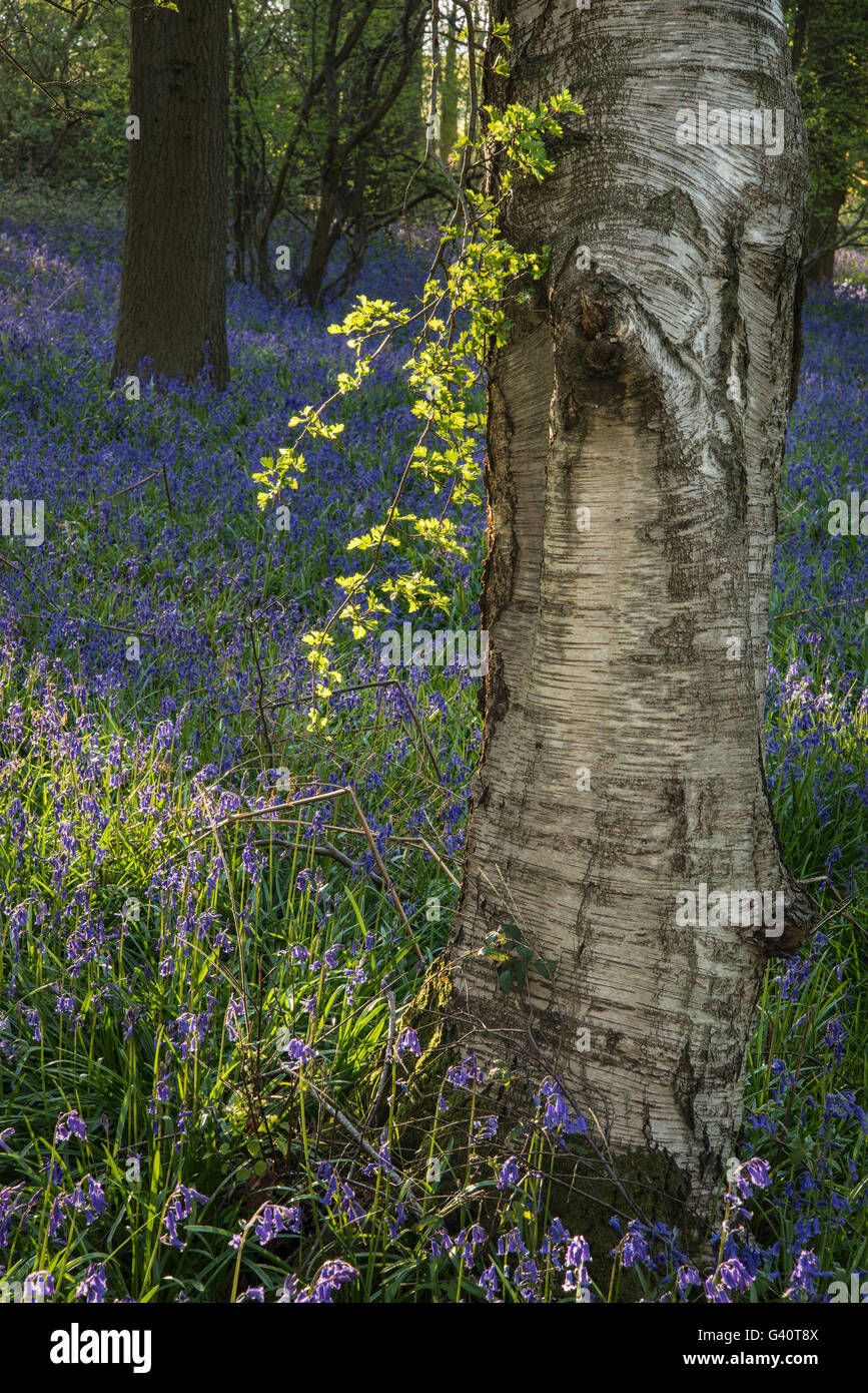 Beautiful landscape image of bluebell forest in Spring Stock Photo - Alamy