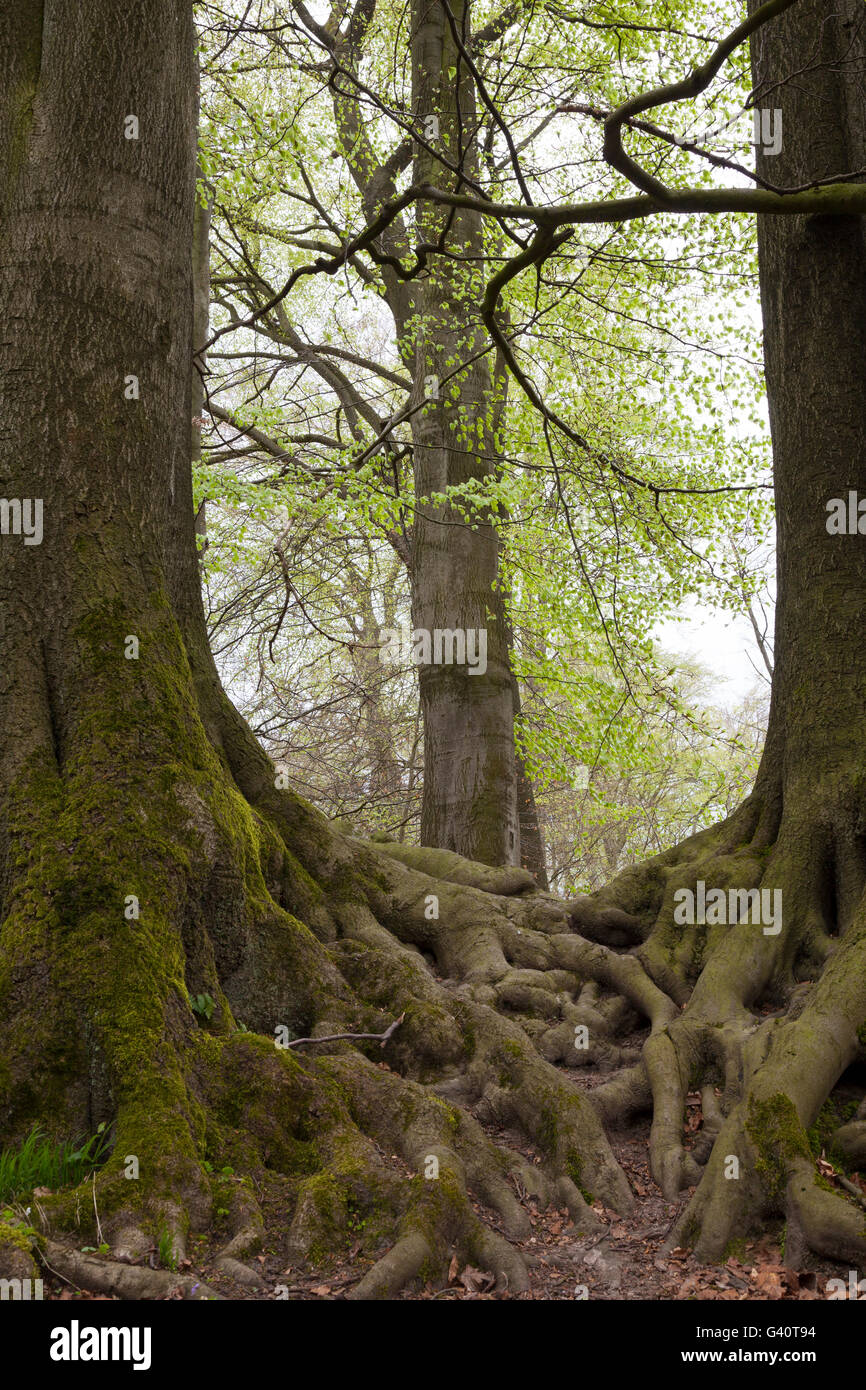 Trees with roots in the wood Stock Photo - Alamy