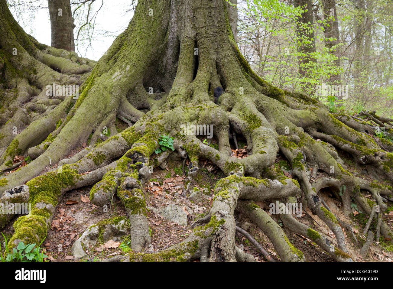 Trees with roots in the wood Stock Photo - Alamy