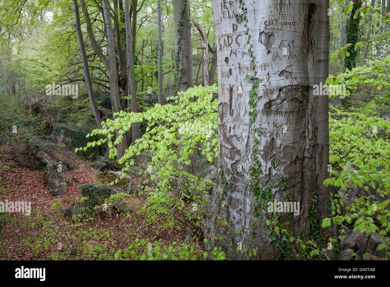 Sauerlandpark hi-res stock photography and images - Alamy