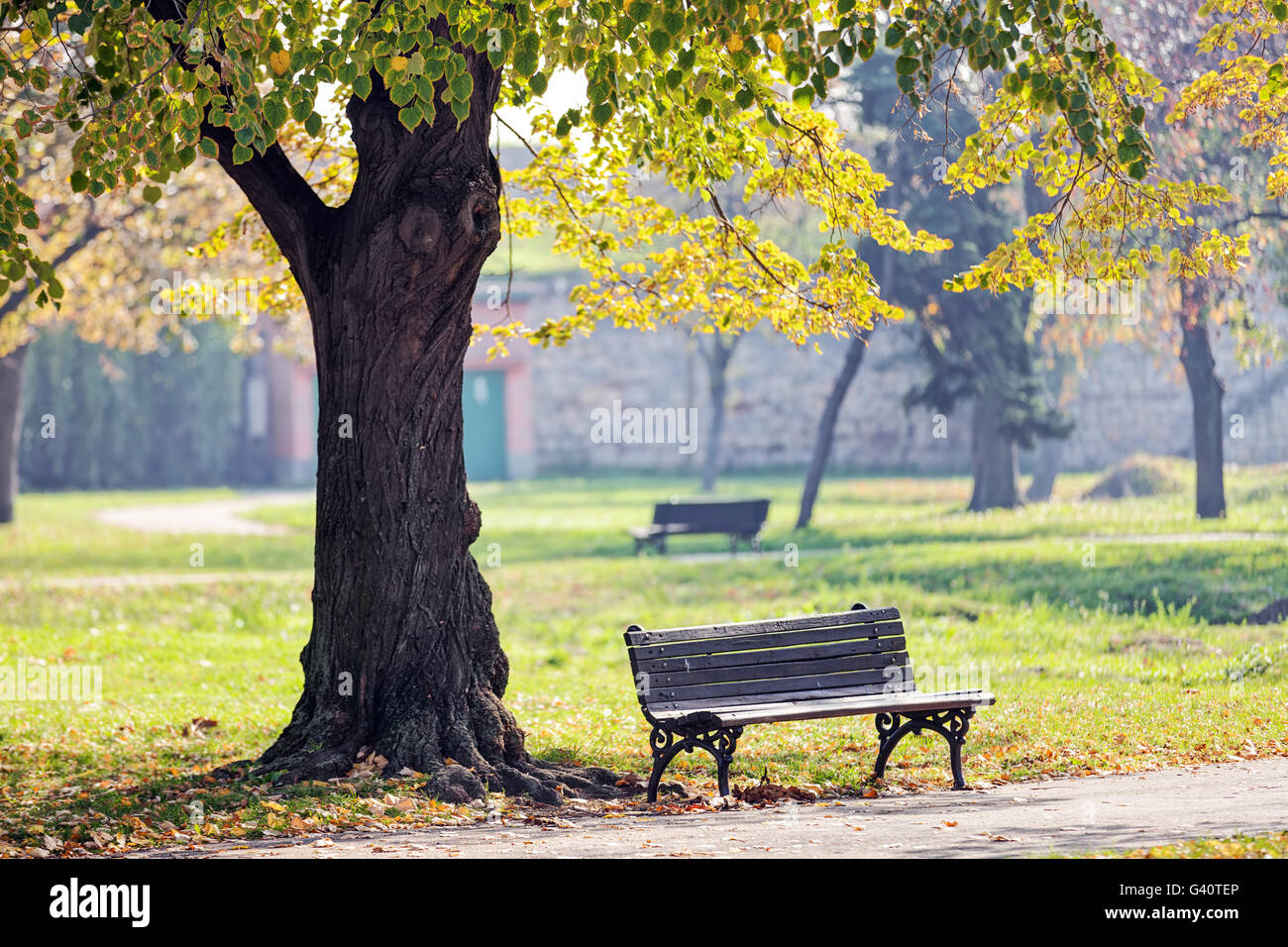 Bench under the tree in the Kalemegdan park, Belgrade Serbia Stock ...