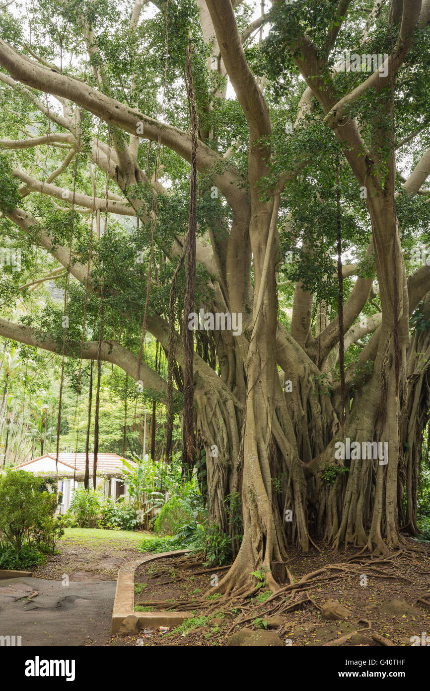 View of a banyan tree Stock Photo - Alamy
