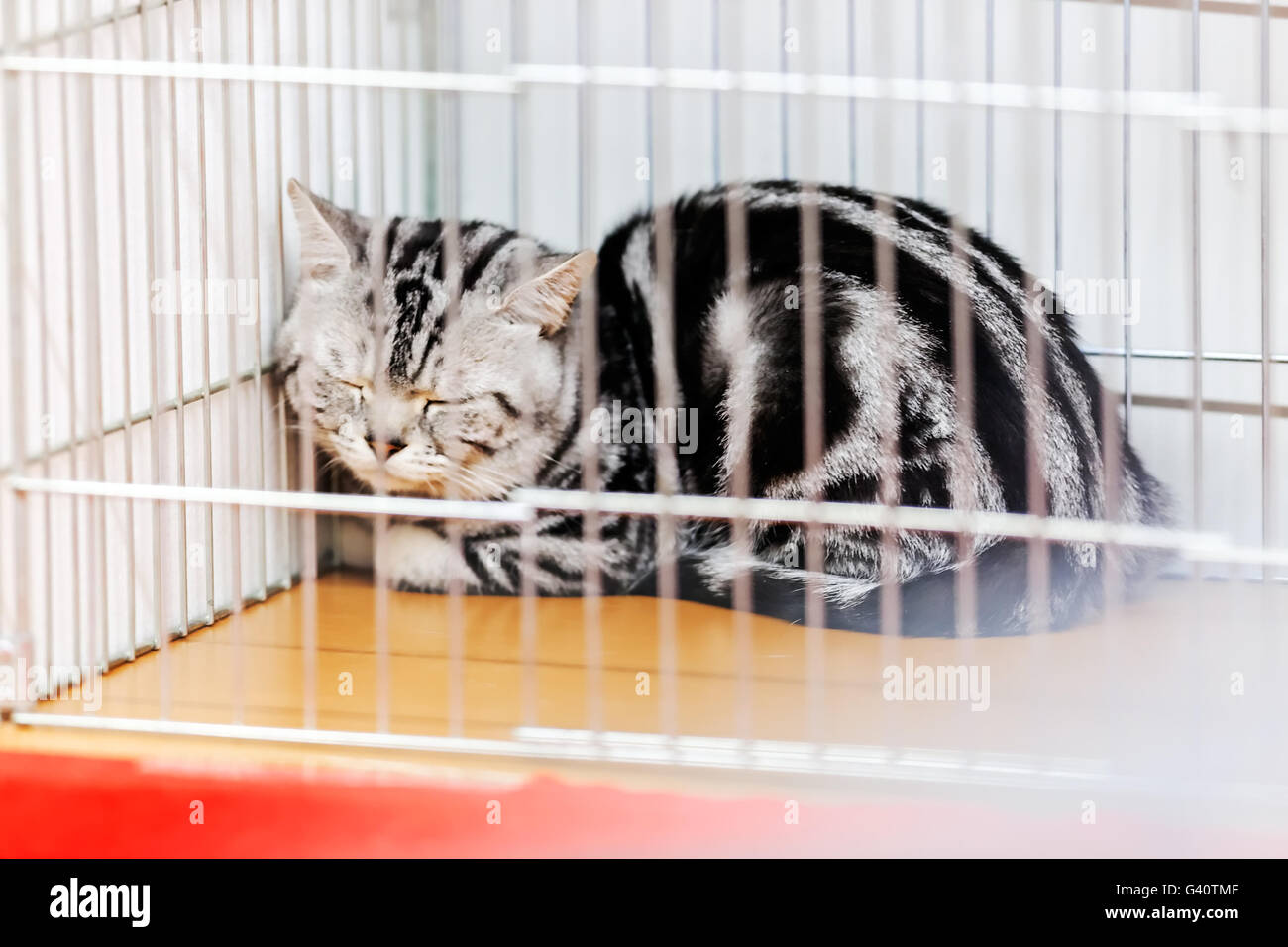 Close up of pure breed cat at pet show Stock Photo - Alamy