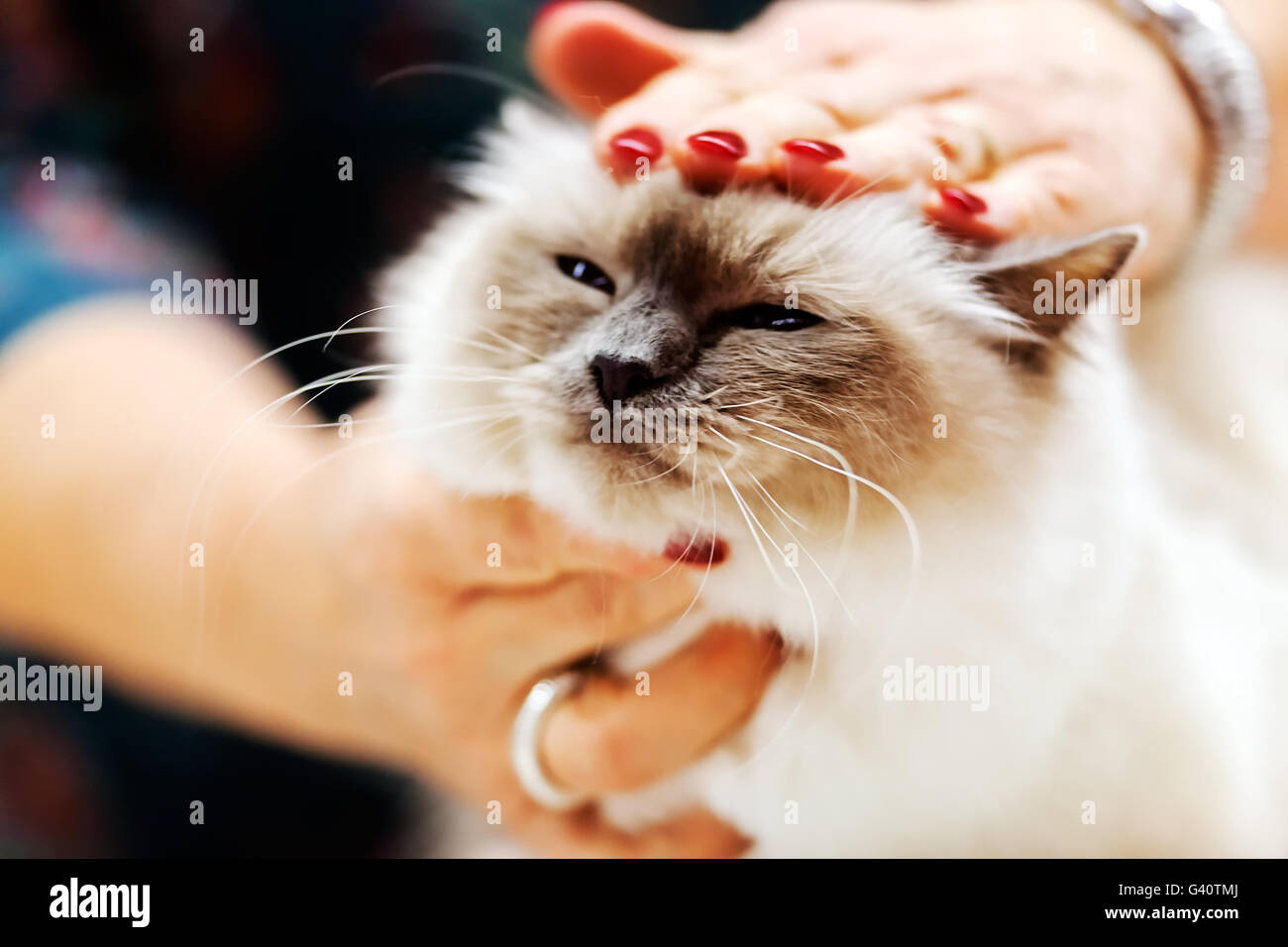 Close up of pure breed cat at pet show Stock Photo - Alamy