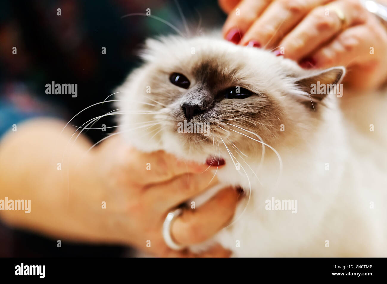 Close up of pure breed cat at pet show Stock Photo - Alamy