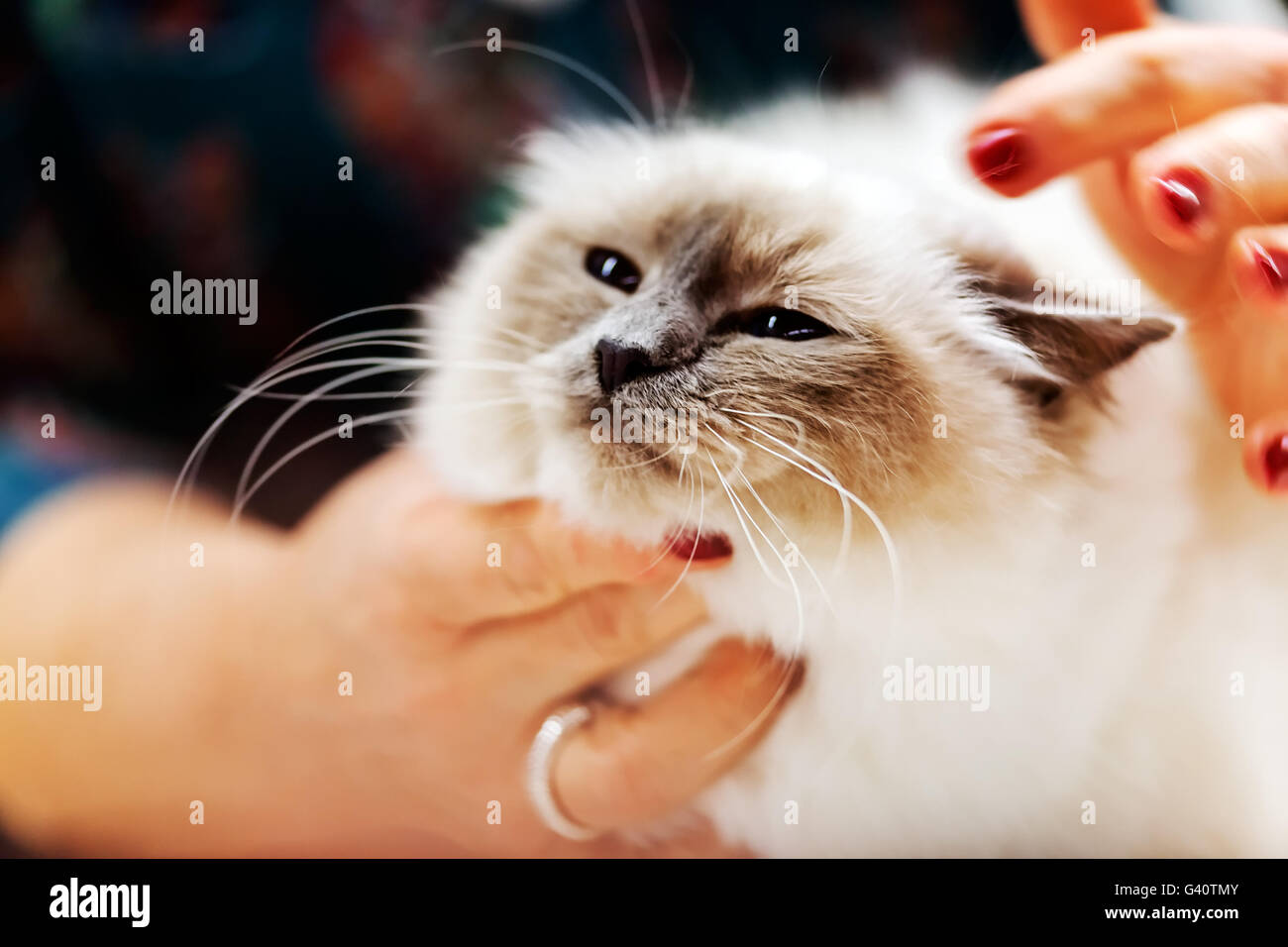 Close up of pure breed cat at pet show Stock Photo - Alamy