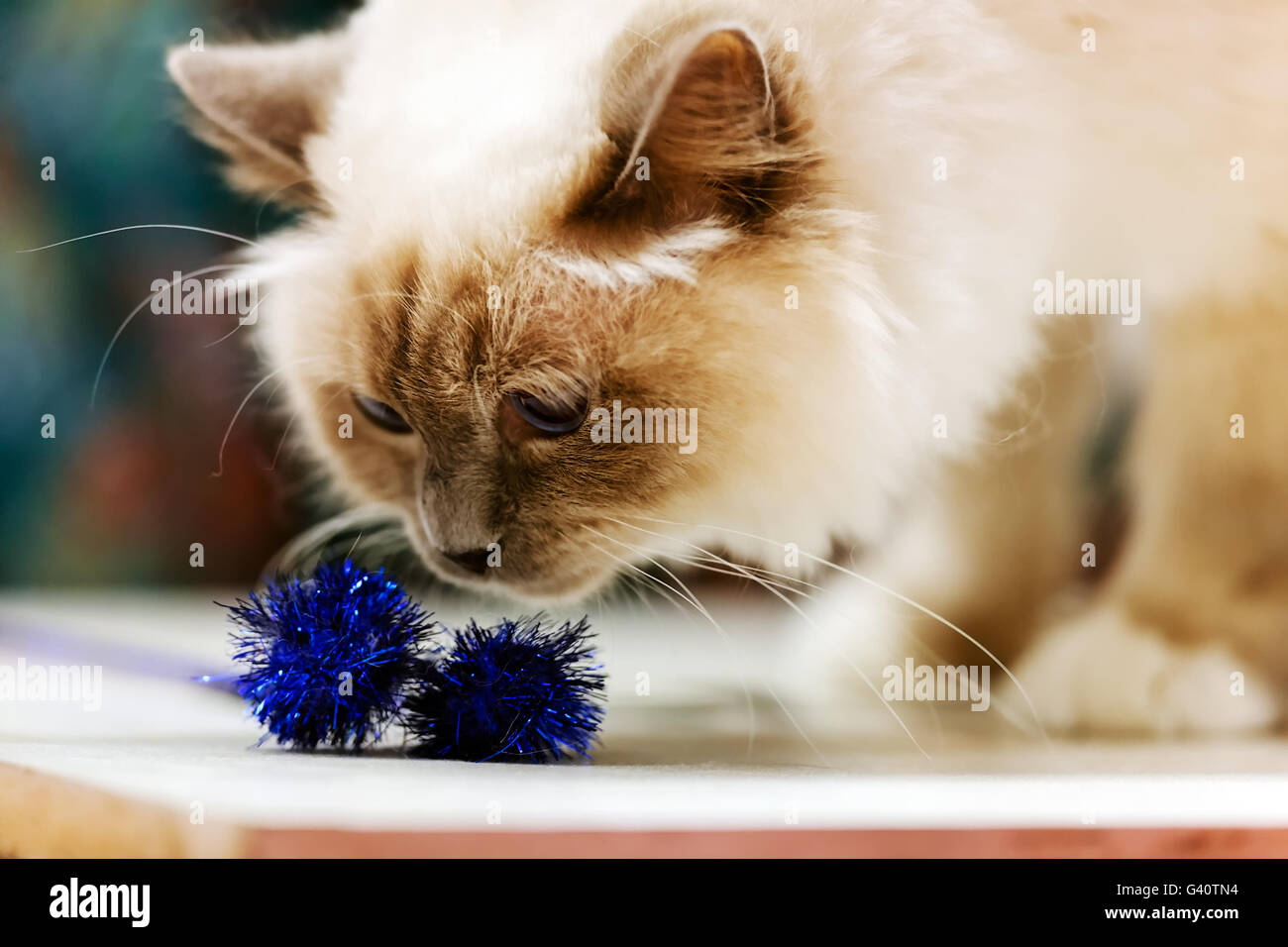 Close up of pure breed cat at pet show Stock Photo - Alamy
