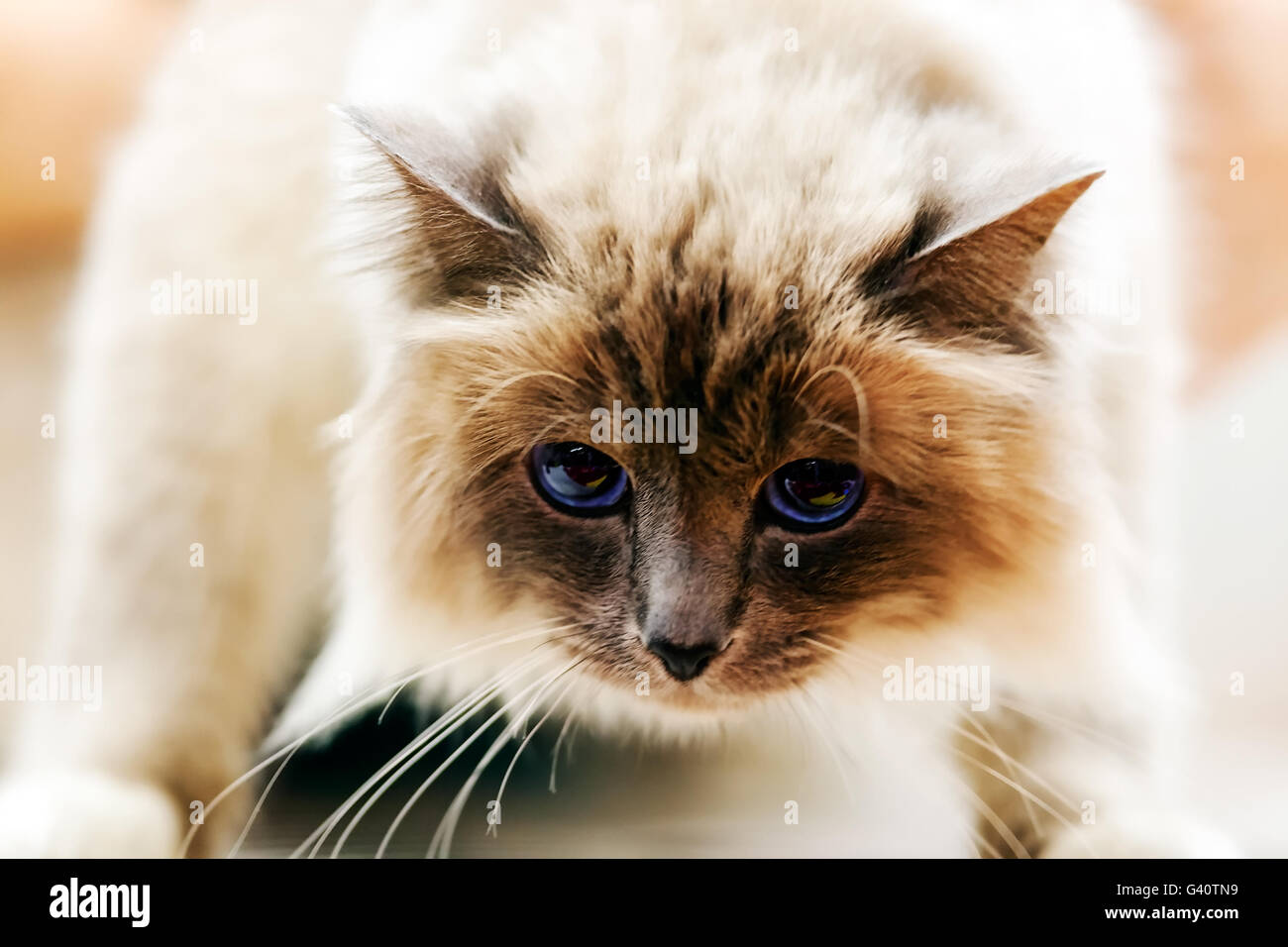 Close up of pure breed cat at pet show Stock Photo - Alamy
