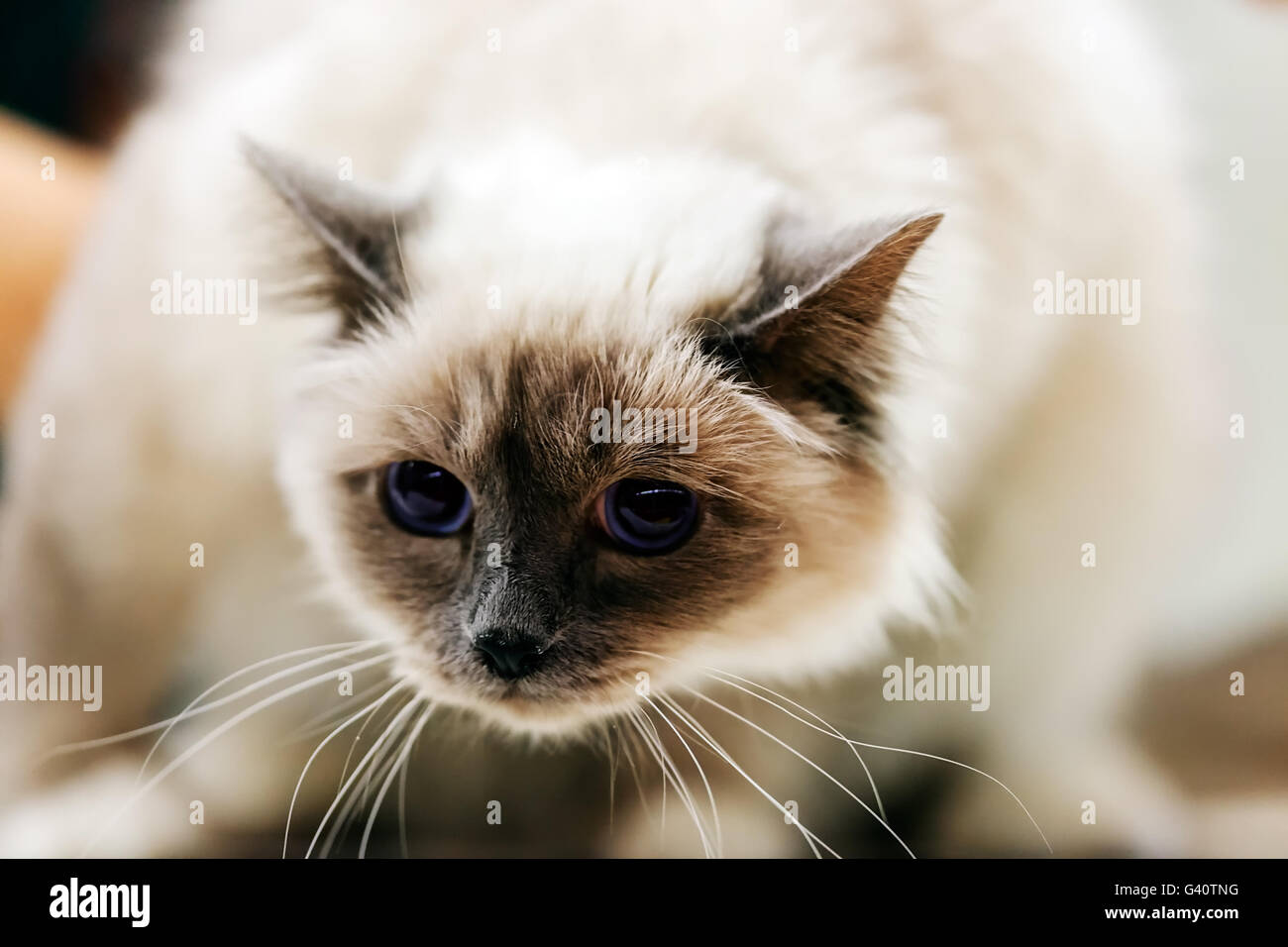 Close up of pure breed cat at pet show Stock Photo - Alamy